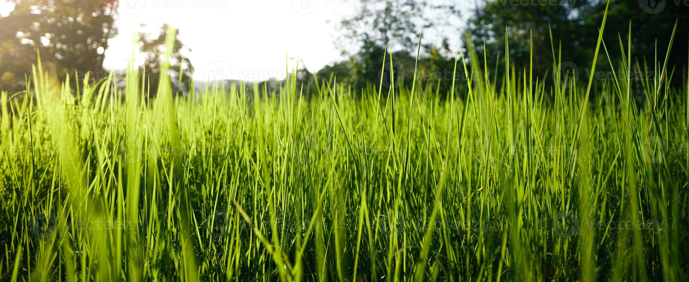 Nature background,leaf grass and green trees background 11592031 Stock ...