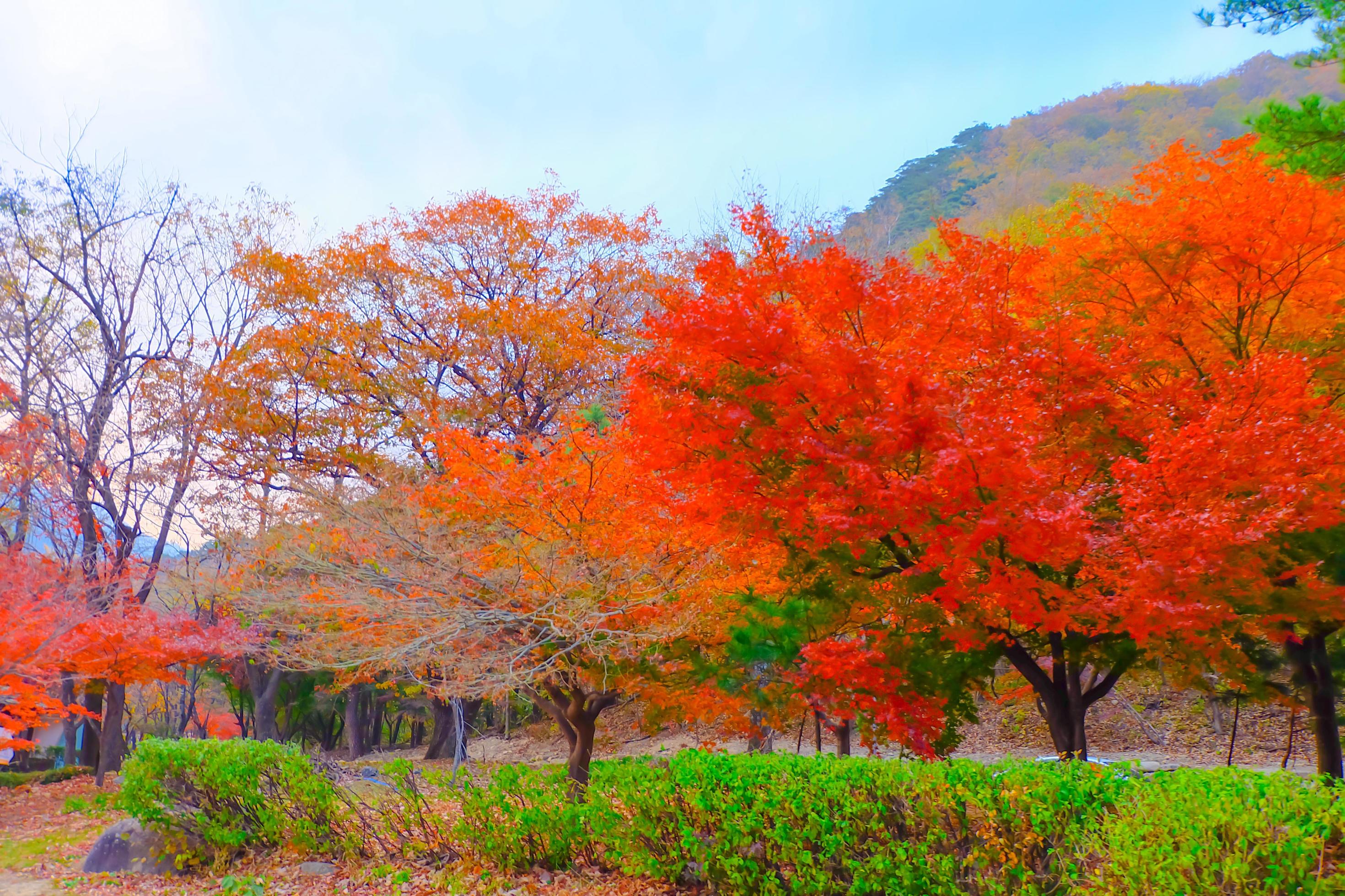 blurred,Beautiful autumn landscape with colorful trees in the park ...