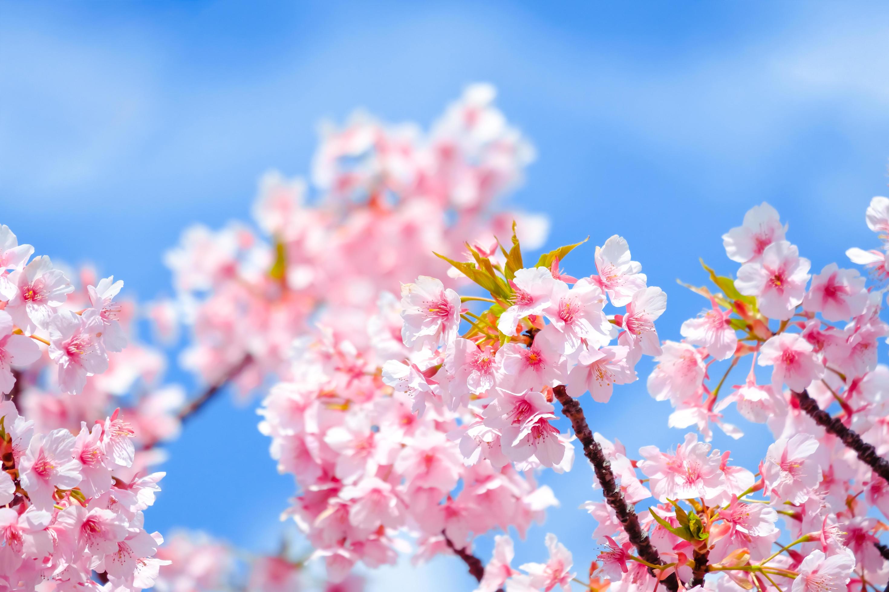 Cherry blossom Sakura pink flower booming against blue sky beautiful on ...