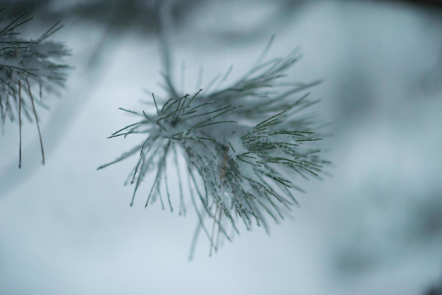 Snow Covered Stock Photos, Images and Backgrounds for Free Download