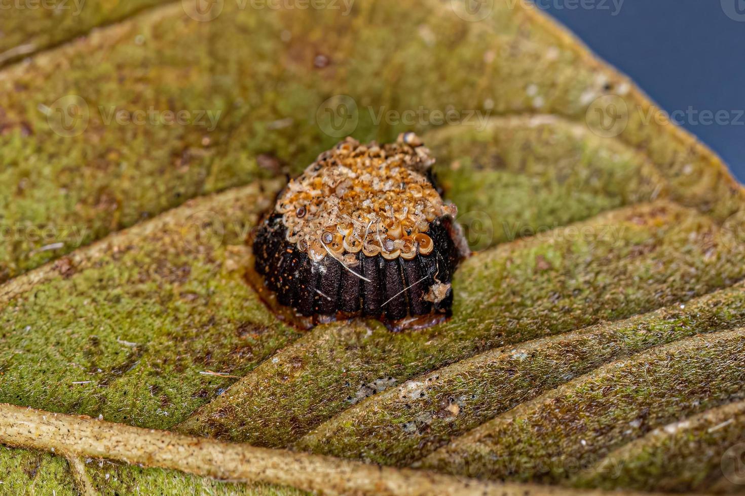 Assassin Bug Eggs 11627044 Stock Photo at Vecteezy Assassin Bug Eggs 11627044 Stock Photo at Vecteezy