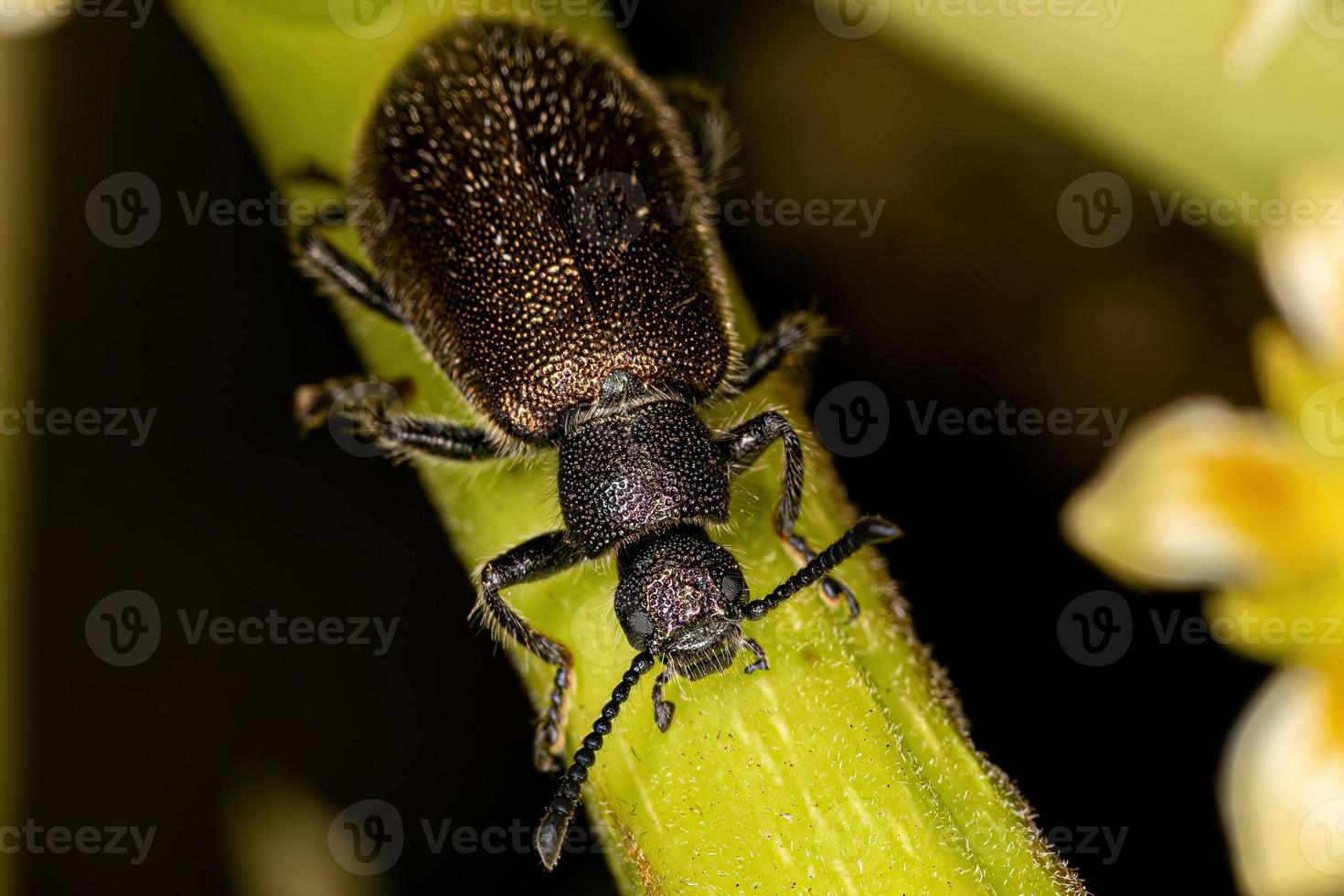 escarabajo adulto de articulaciones largas 11627234 Foto de stock en Vecteezy