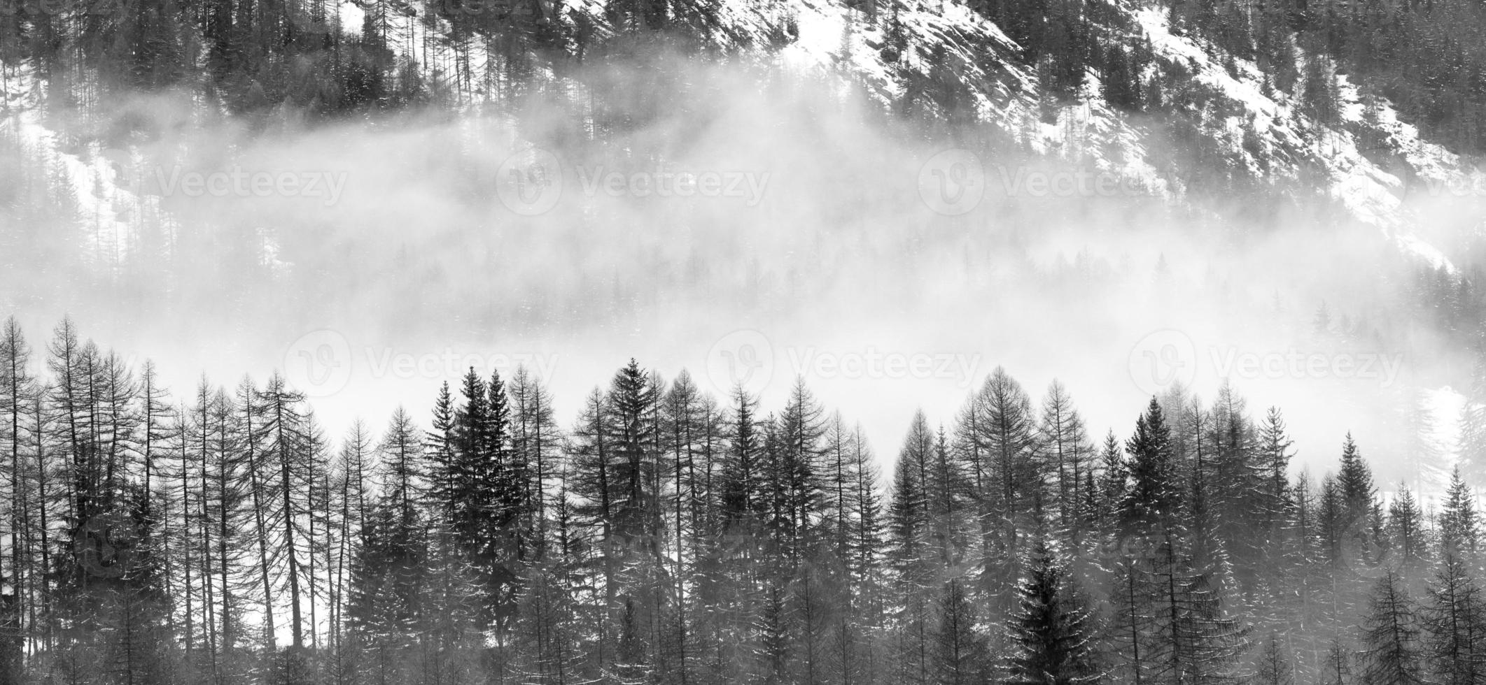 Mountain forest with fir trees and fog 11637500 Stock Photo at Vecteezy