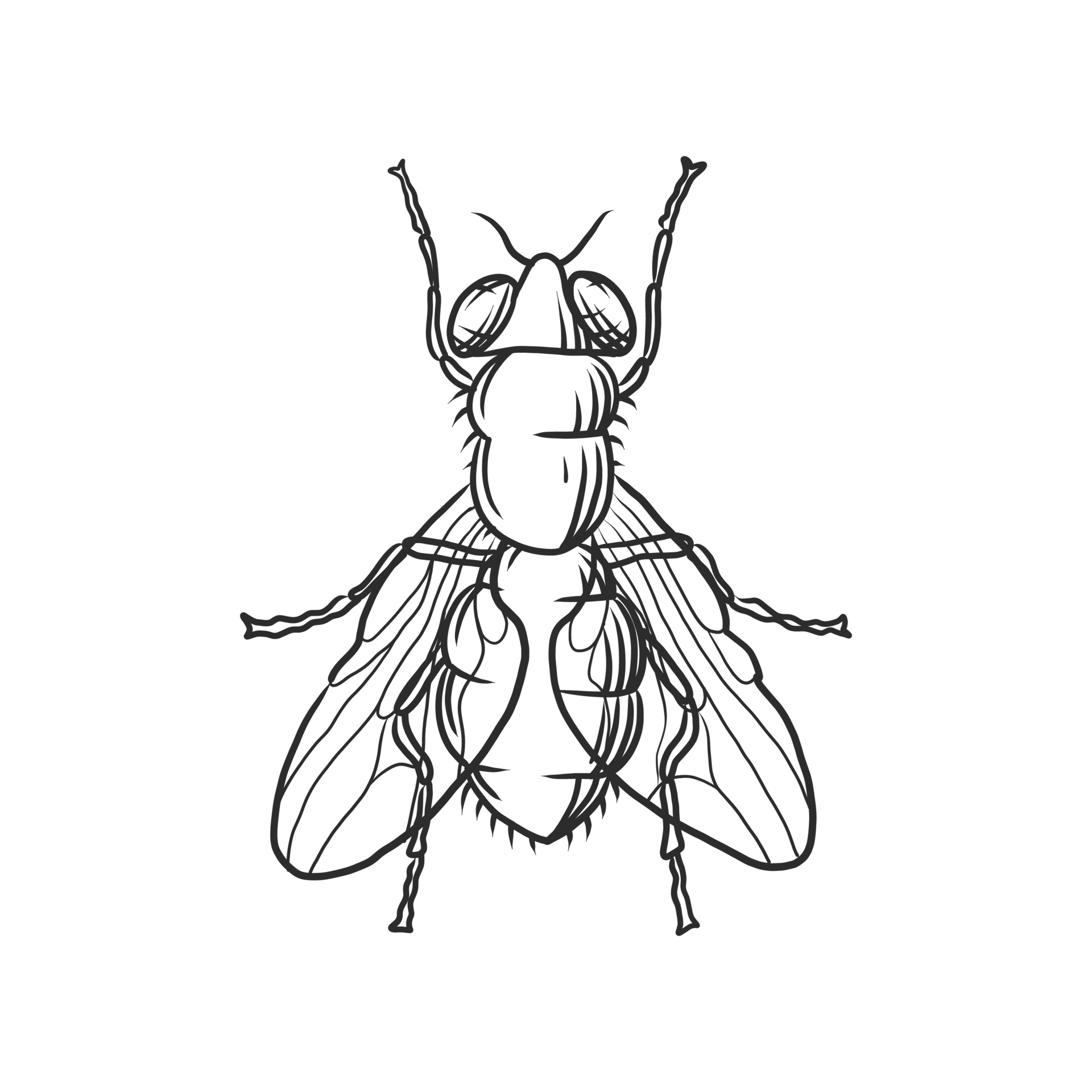 Fly Insects And Bug Illustration 11639571 Png
