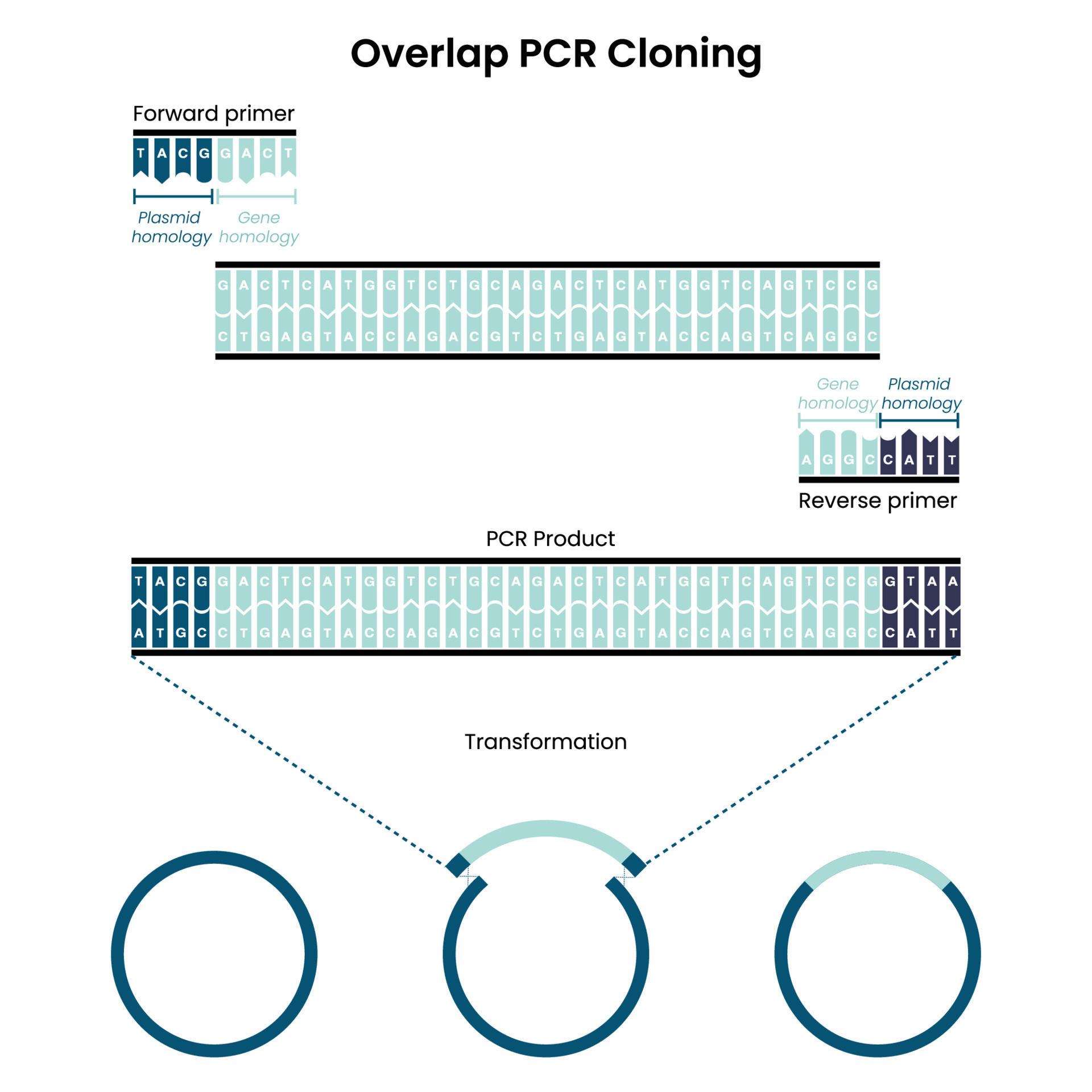 Overlap Polymerase Chain Reaction PCR Cloning vector graphic 11651304 Vector Art at Vecteezy