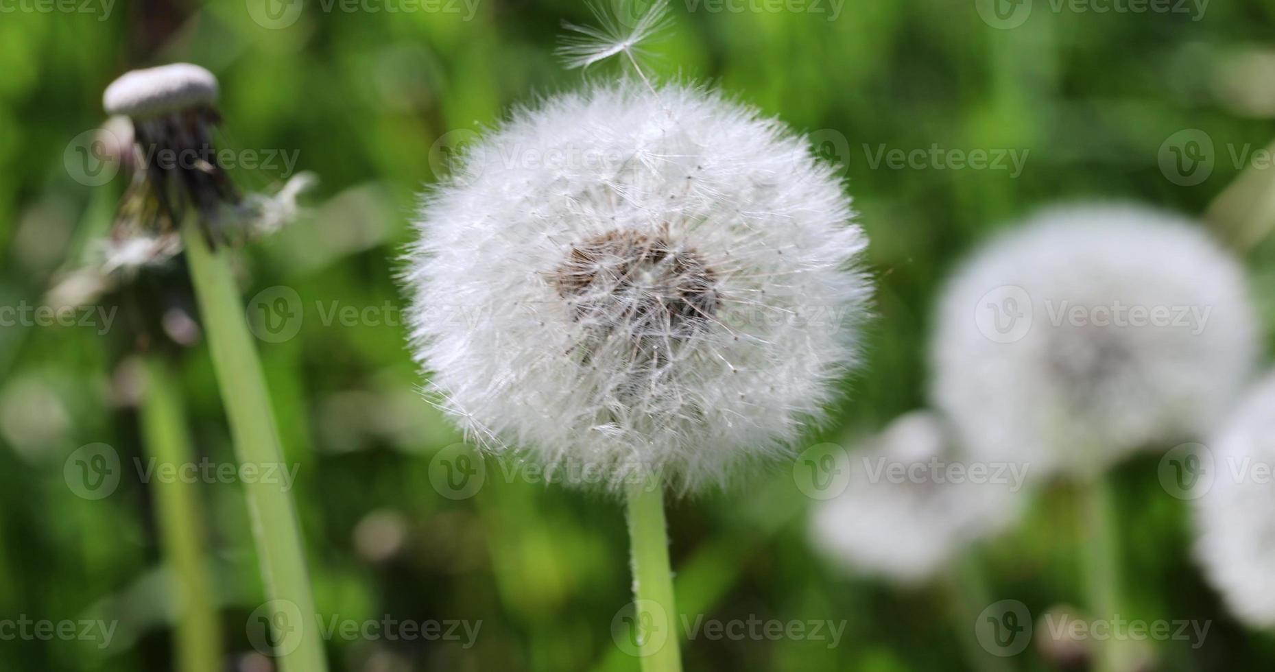 A field with a large number of dandelions in summer and windy weather ...