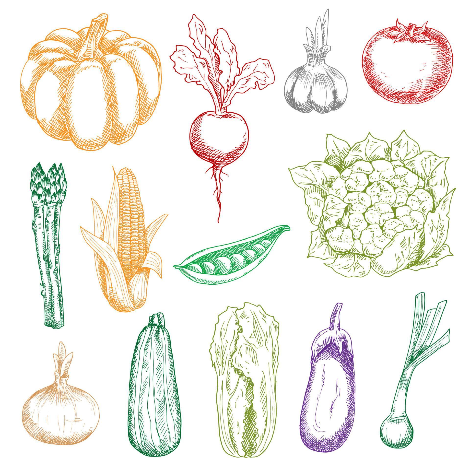 Wholesome fresh harvested vegetables sketches 11663777 Vector Art at Vecteezy
