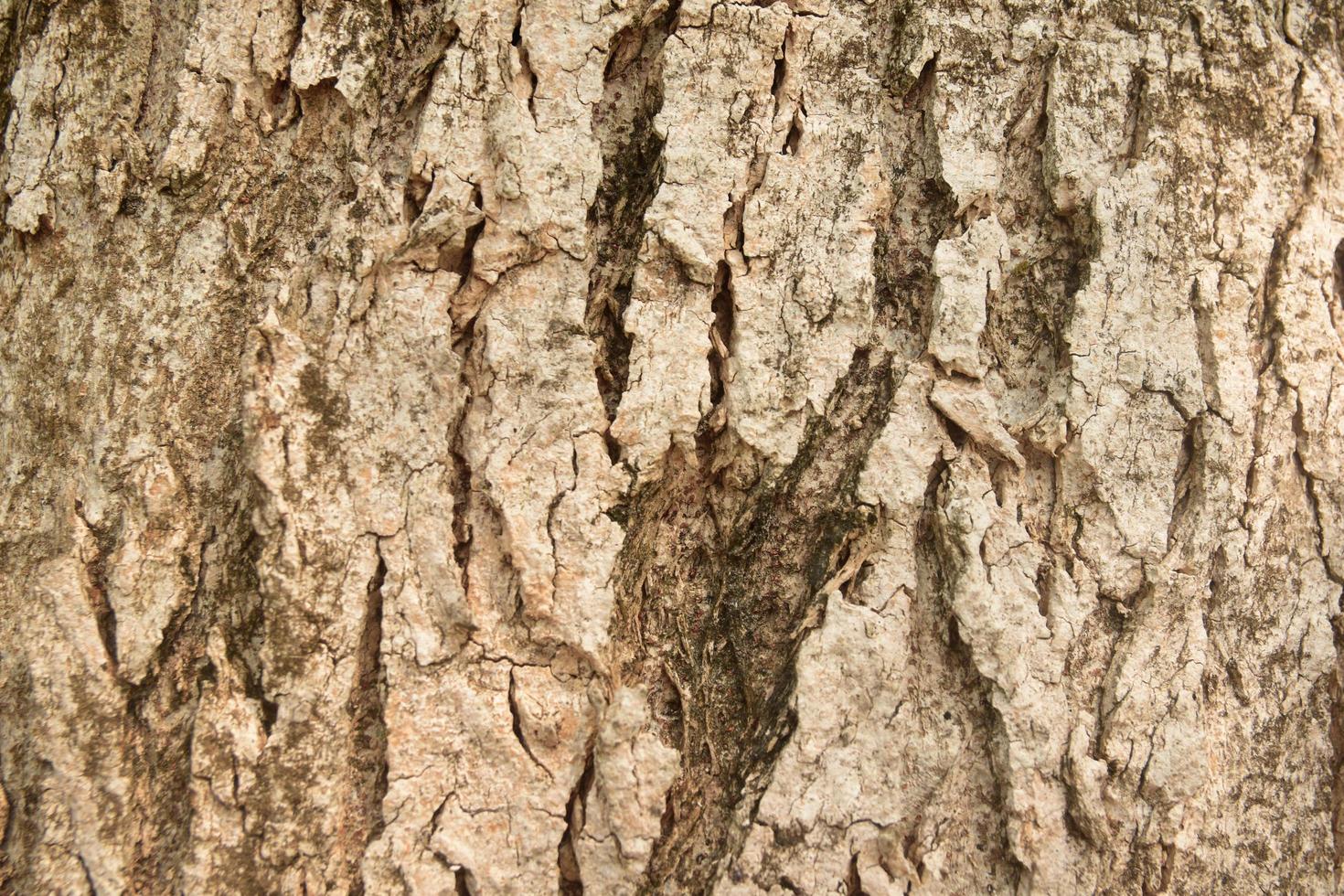textura de árbol marrón. fondo de corteza oscura de textura áspera ... textura de árbol marrón. fondo de corteza oscura de textura áspera ...