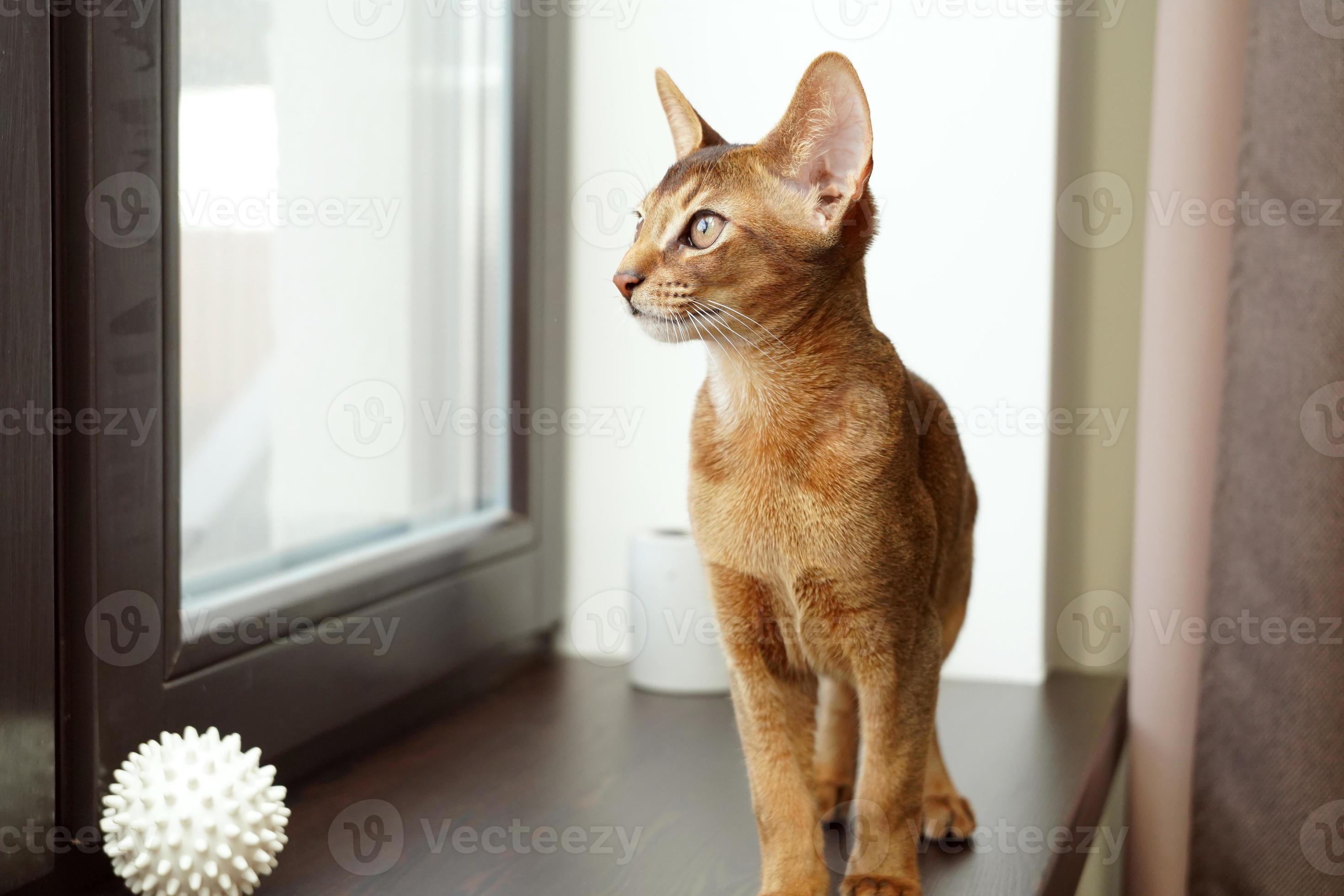 An abyssinian curious cat sitting on the windowsill looking out of the window 11741564 Stock ...