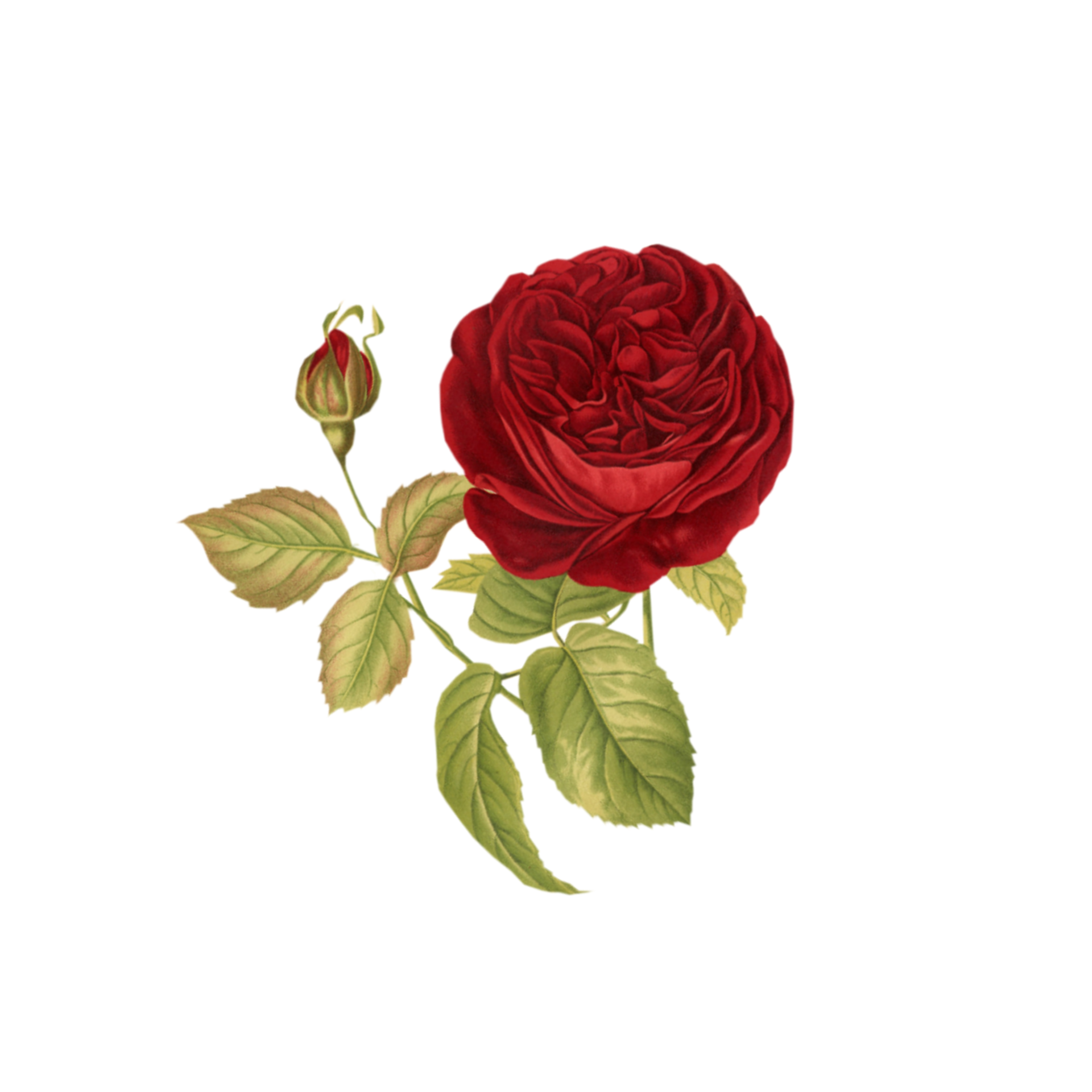 Red Rose Watercolor Flower Bouquet Vintage Antique With Leaf 11767185 Png