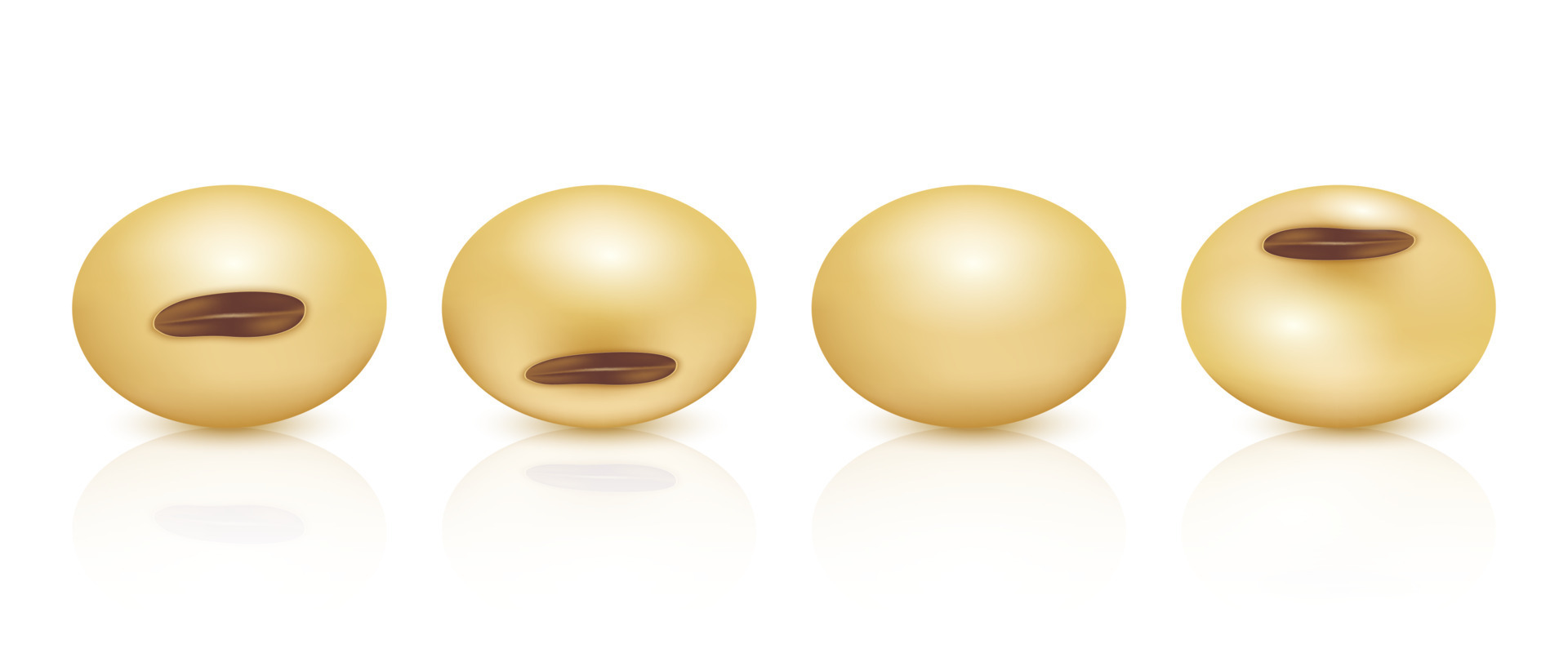 Soy Bean Elements Organic And Natural Food Soybean On White Background Eat Healthy Food