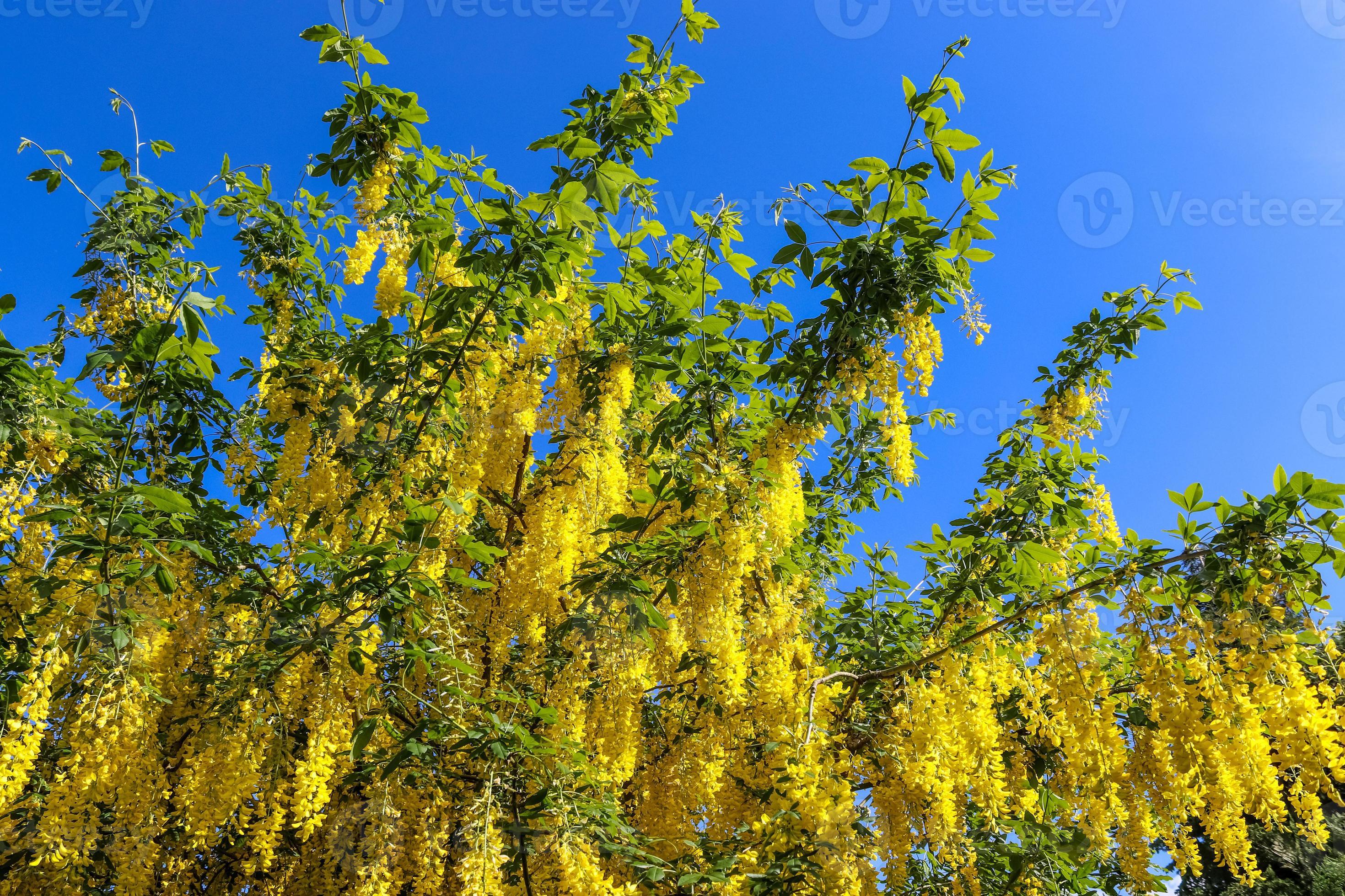 Yellow blossom of a golden shower tree cassia fistula on a sunny day in summer 11779945 Stock ...