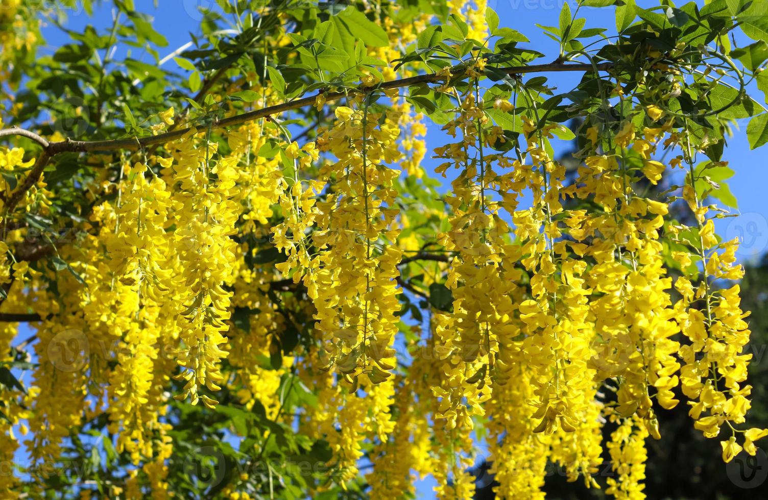 Yellow blossom of a golden shower tree cassia fistula on a sunny day in summer 11780079 Stock ...