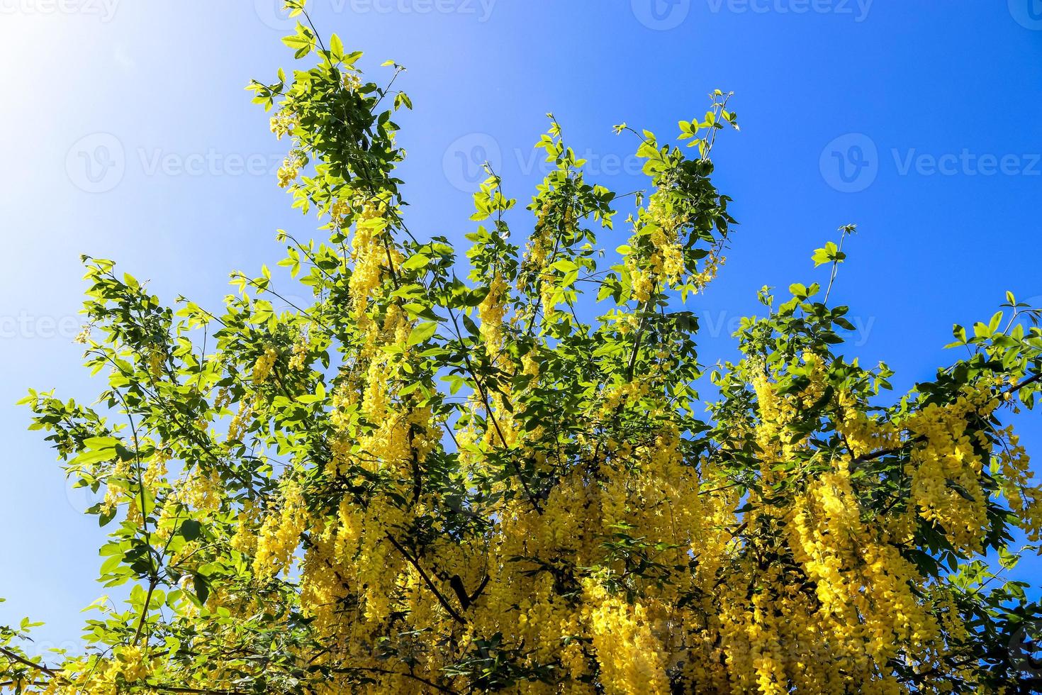 Yellow blossom of a golden shower tree cassia fistula on a sunny day in summer 11780188 Stock ...