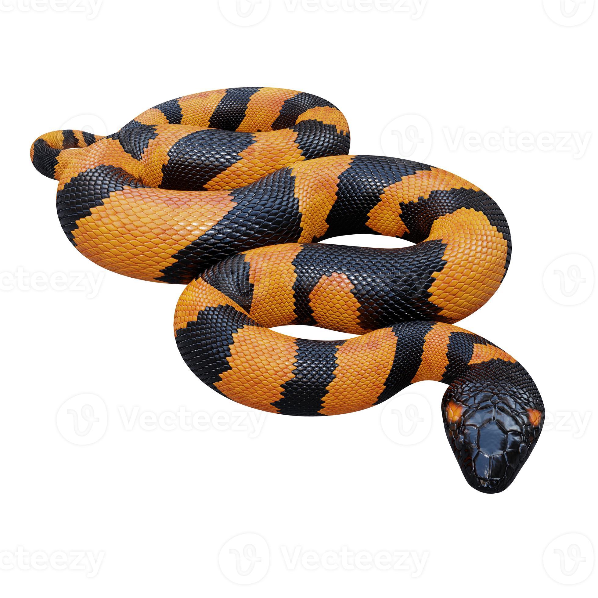 Bismarck ringed python 3D illustration. 11800723 Stock Photo at Vecteezy