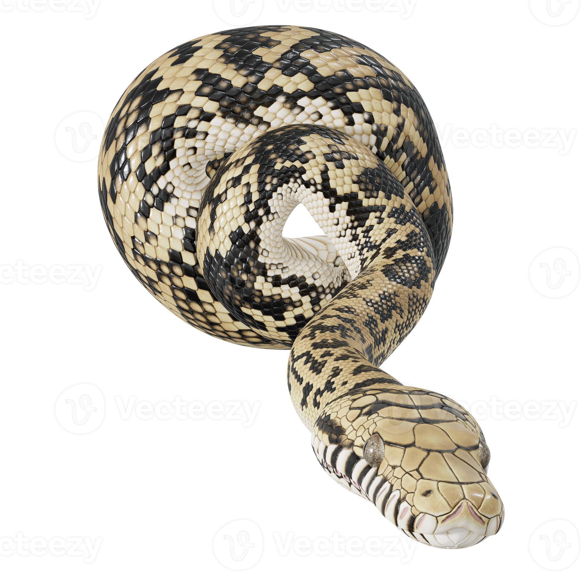 Scrub python 3D illustration. 11800832 Stock Photo at Vecteezy