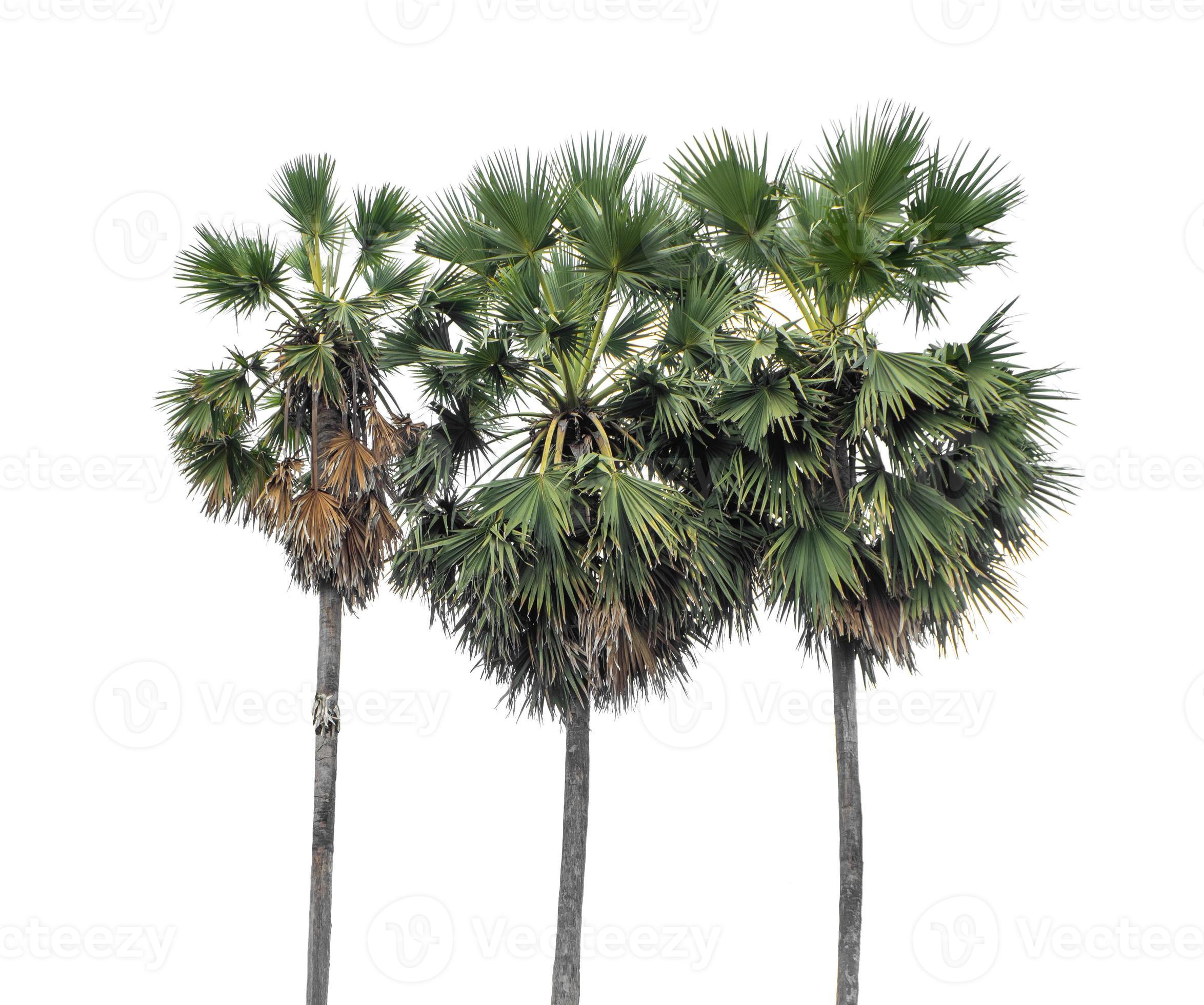 Palm tree group. High resolution tree landscape isolated on white ...