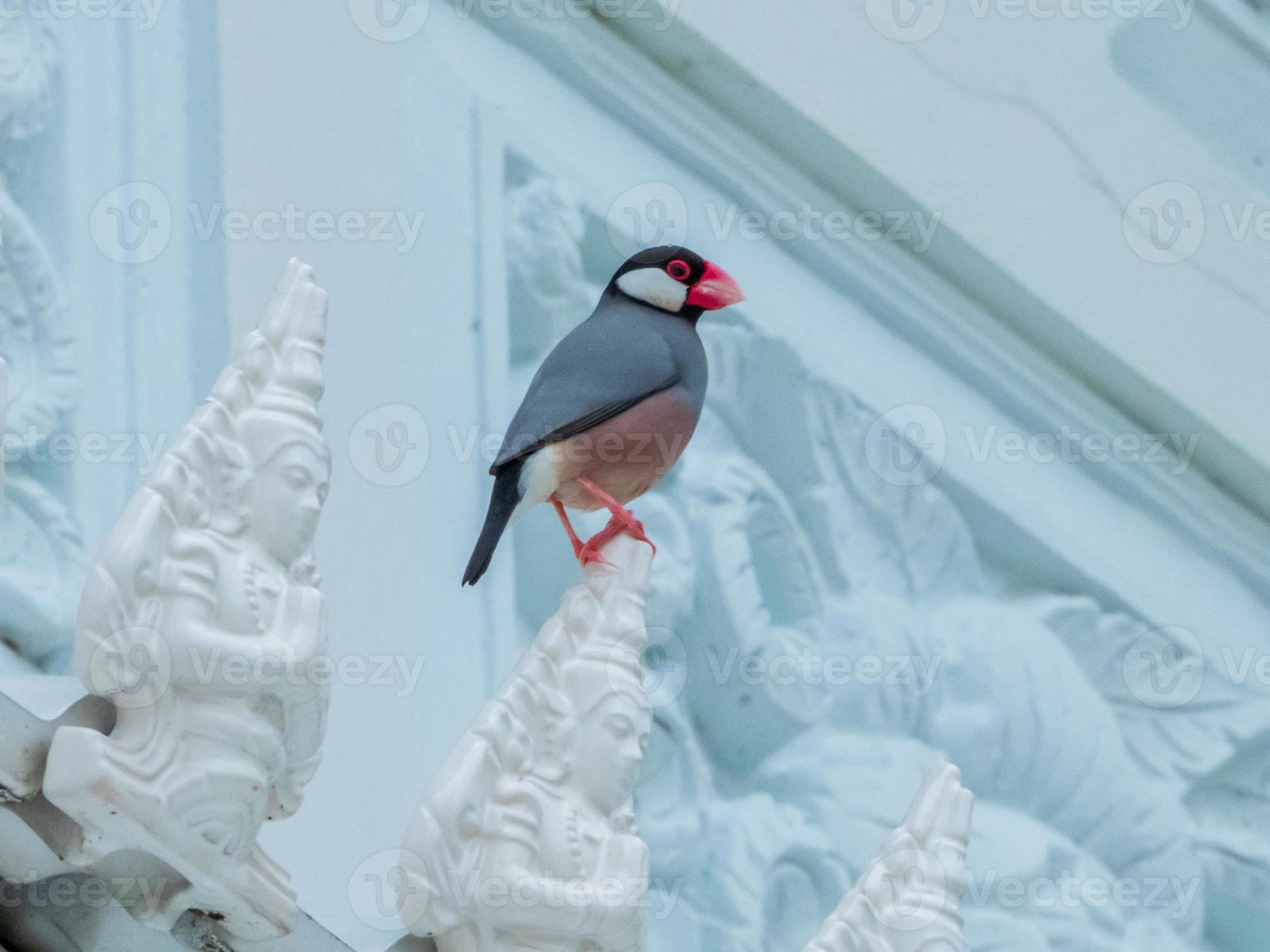 Java sparrow, Java finch in the temple 11840522 Stock Photo at Vecteezy