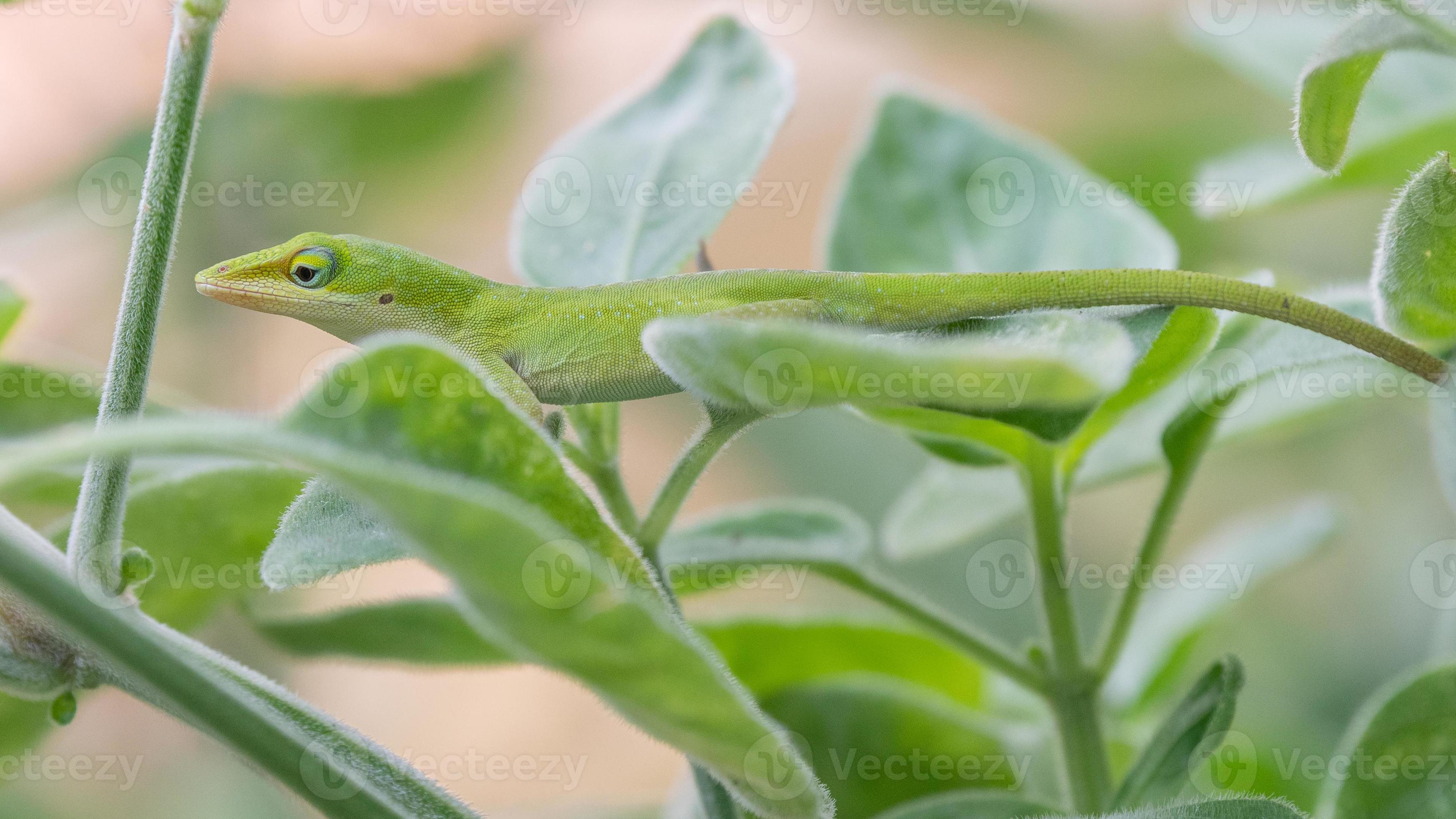 A green anole straddling two leaves, the veins across its ribs clearly visible. 11840780 Stock ...