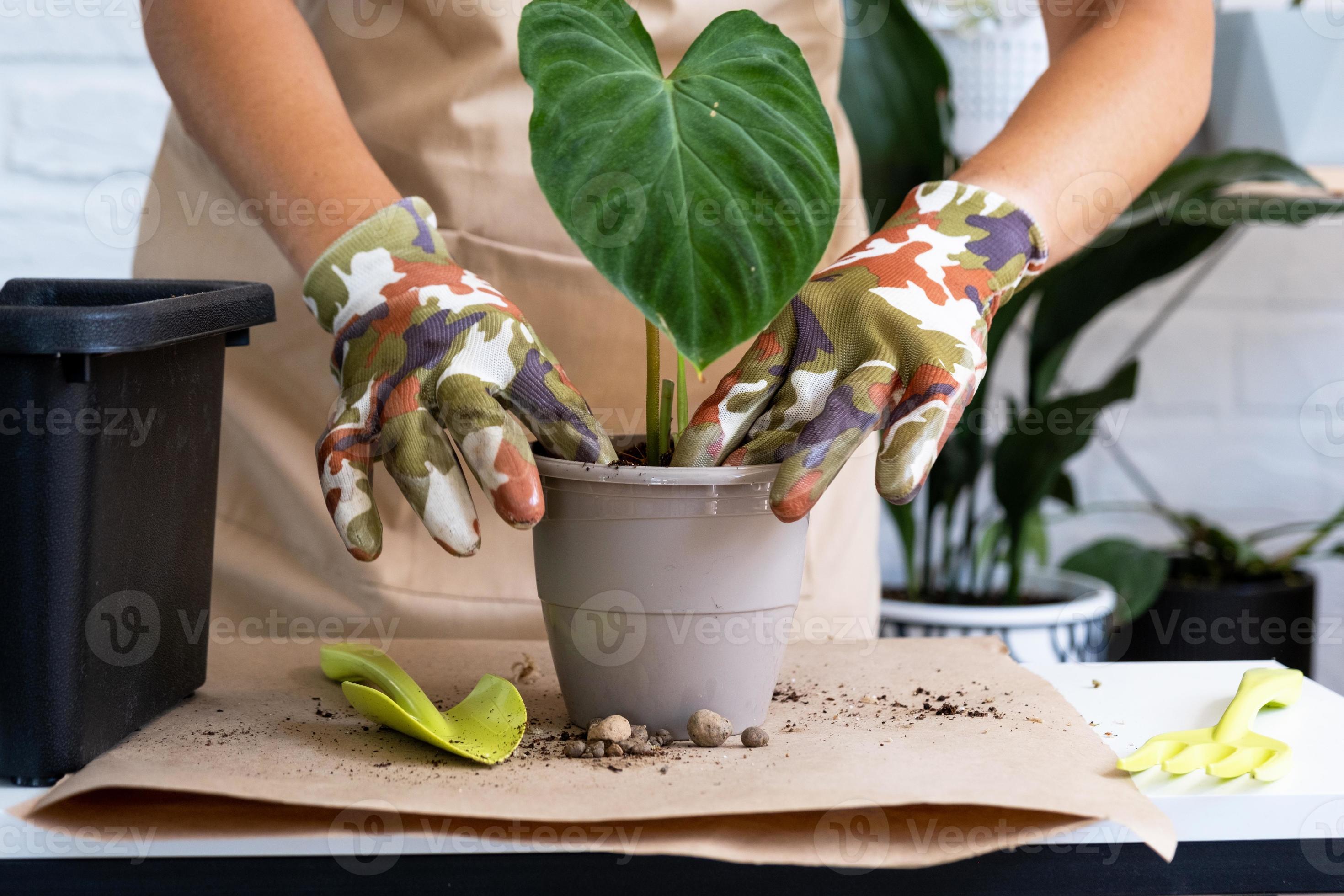 trasplantar una planta casera philodendron verrucosum a una maceta. una ...