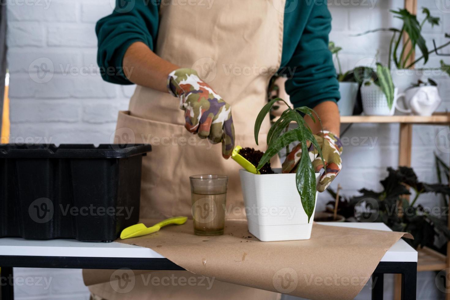 trasplantar un filodendro de una planta casera a una maceta nueva. una ...