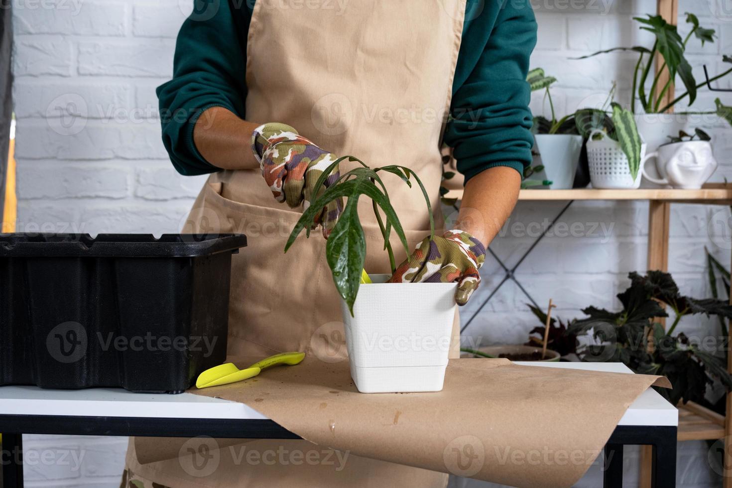 trasplantar un filodendro de una planta casera a una maceta nueva. una ...
