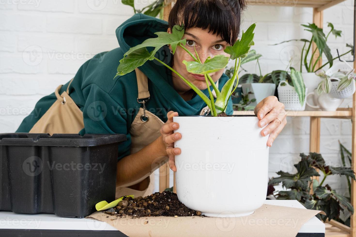 trasplantar un filodendro de una planta casera a una maceta nueva. una ...
