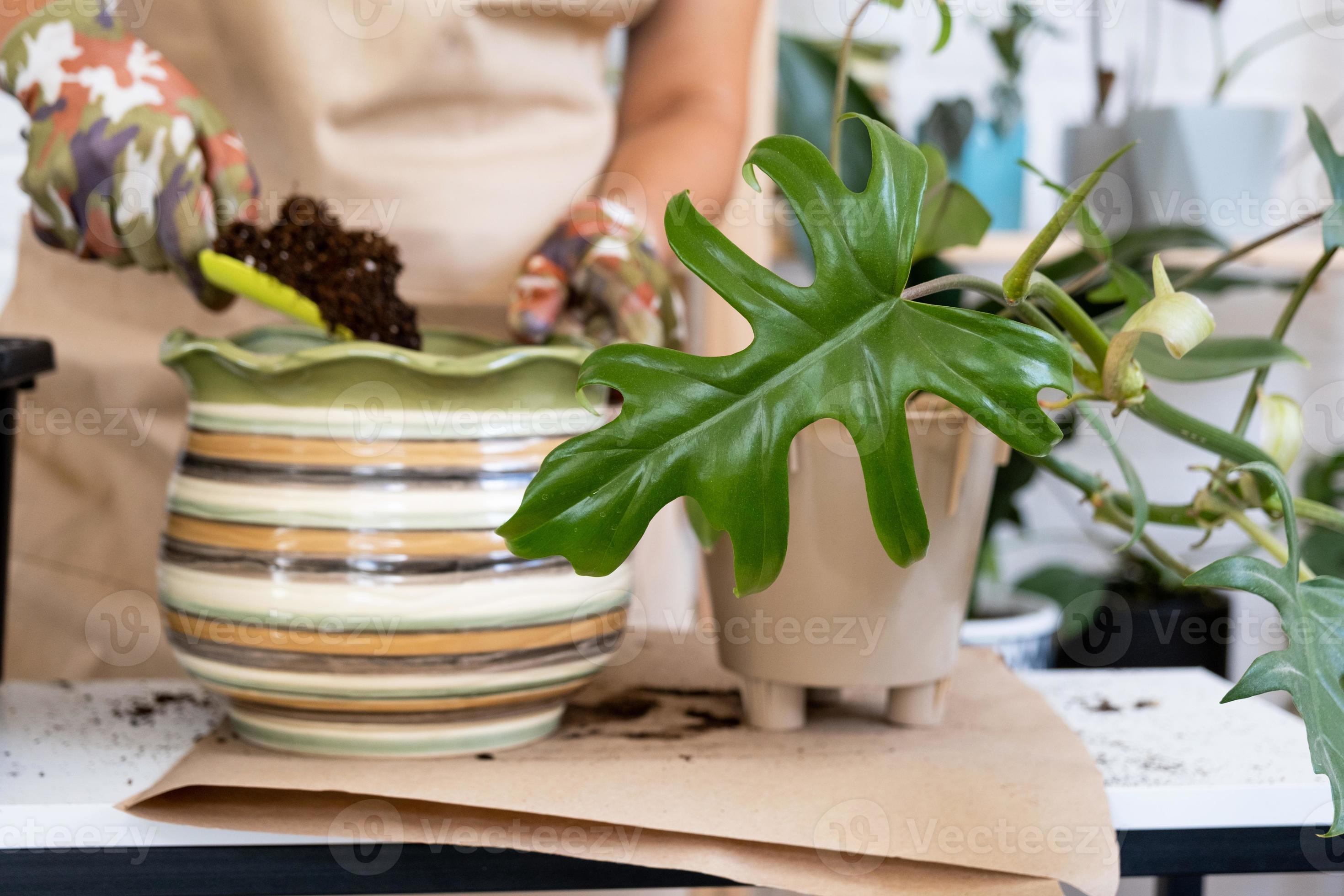 trasplantar un filodendro de una planta casera a una maceta nueva. una ...