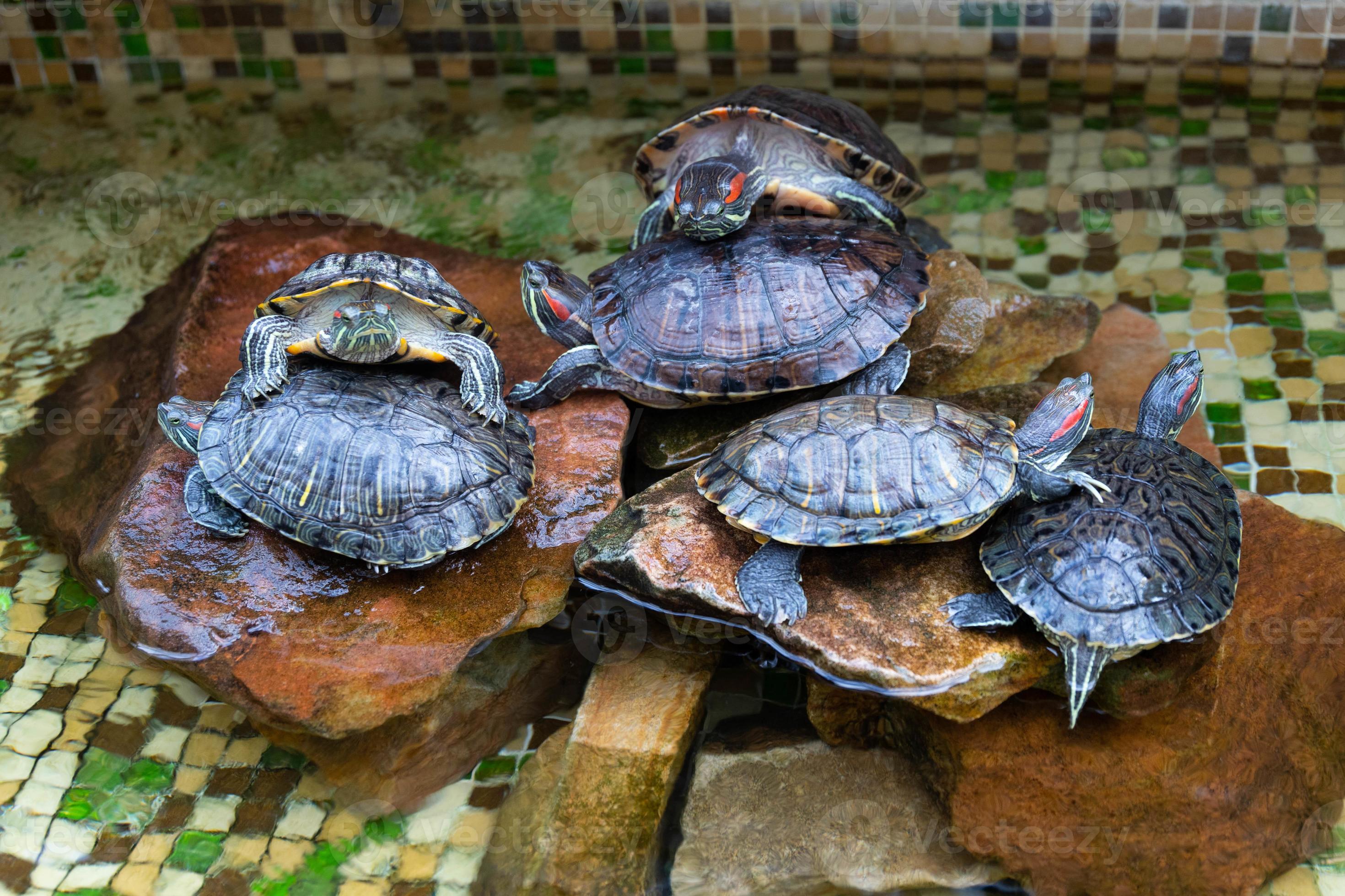 Red-eared turtles. AKA Pond slider Trachemys scripta elegans sunbathe on a rock in the water ...