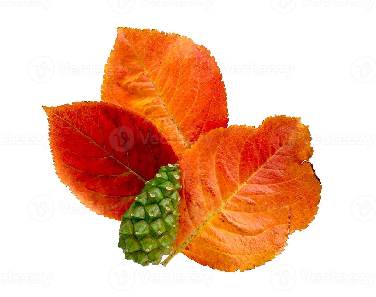 hojas de otoño naranja rojo y cono de pino verde sobre fondo blanco ... hojas de otoño naranja rojo y cono de pino verde sobre fondo blanco ...