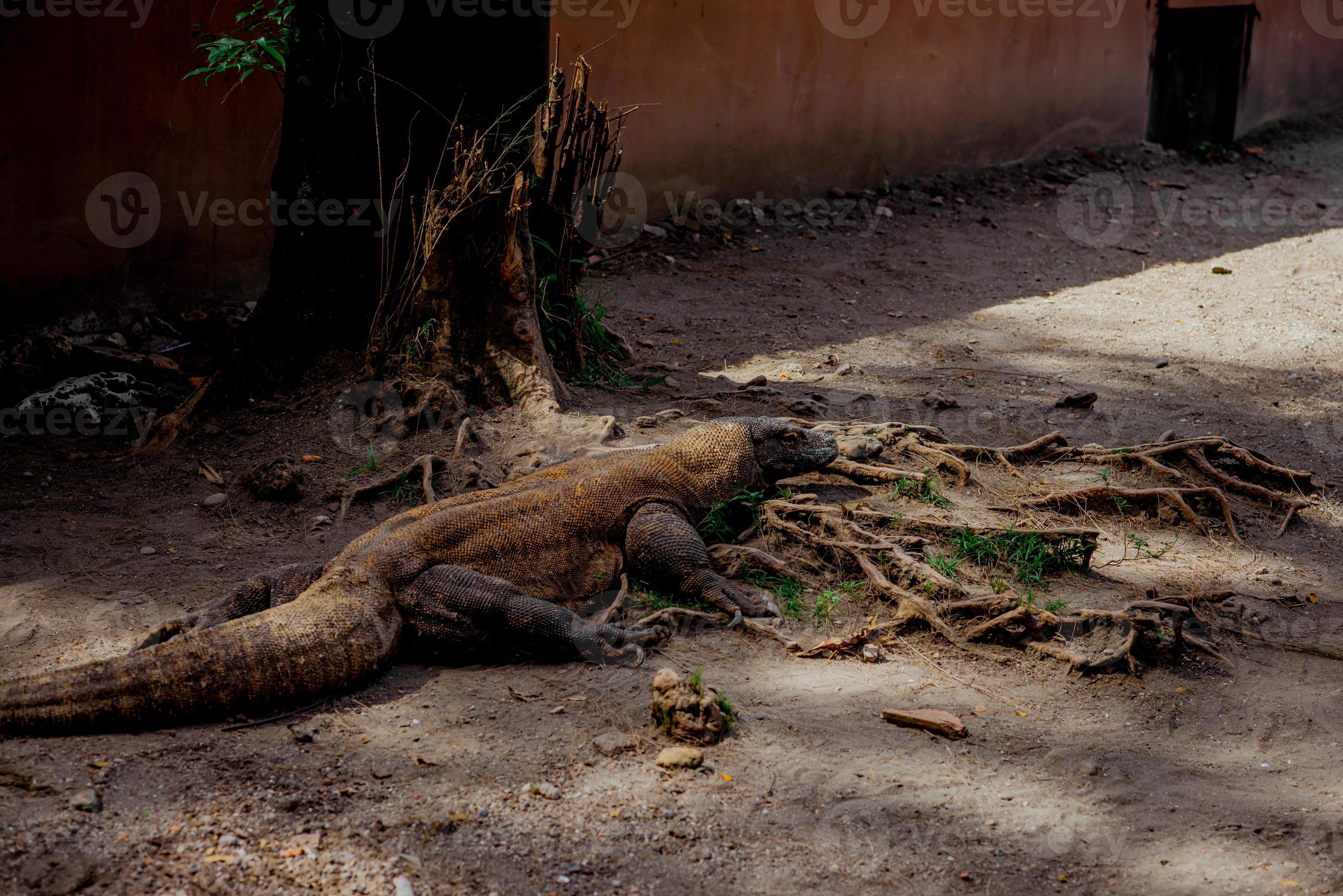 Dragon de Komodo. el lagarto más grande del mundo. el dragón de komodo es un animal protegido ...