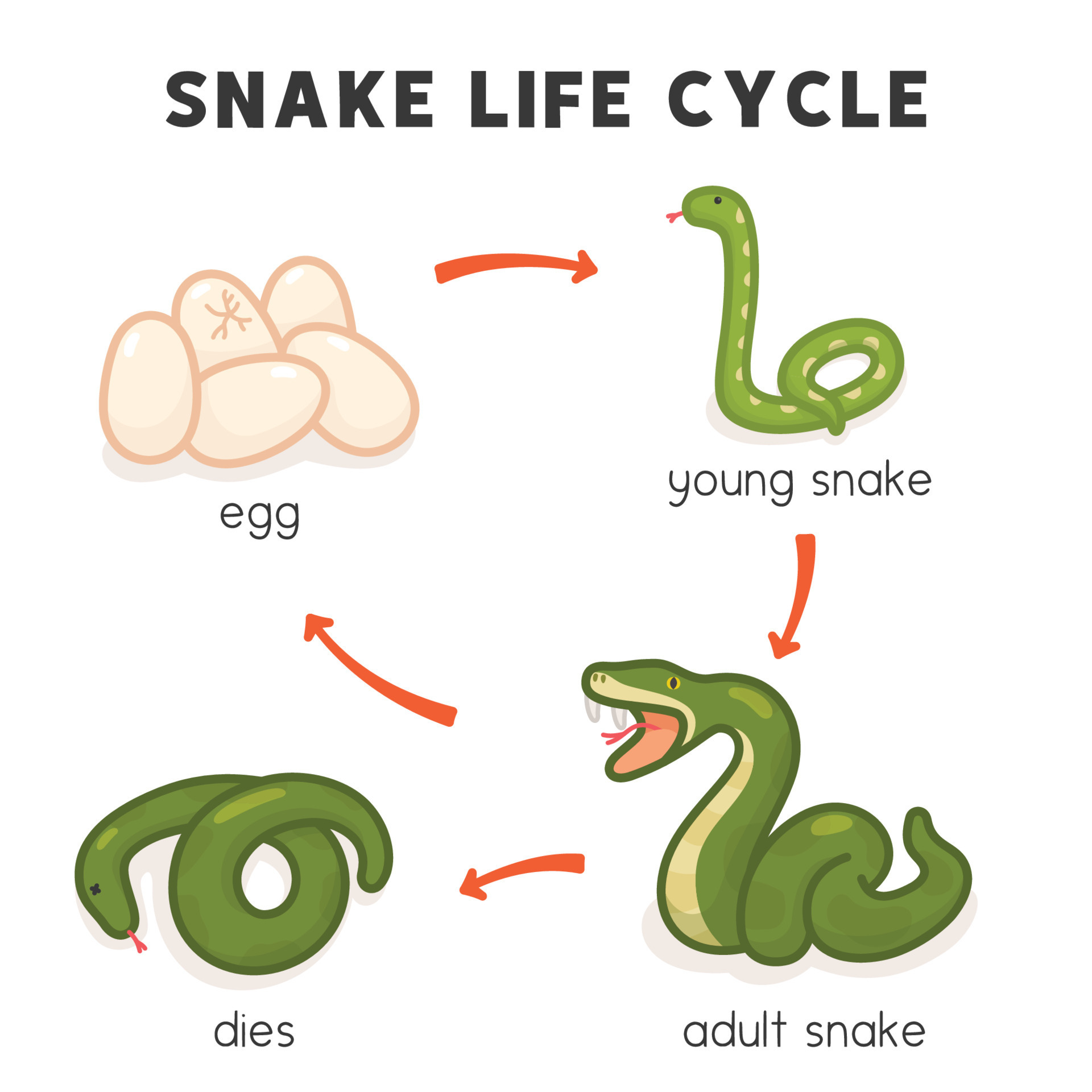 diagrama del ciclo de vida de la serpiente en el tema de la ciencia ... diagrama del ciclo de vida de la serpiente en el tema de la ciencia ...
