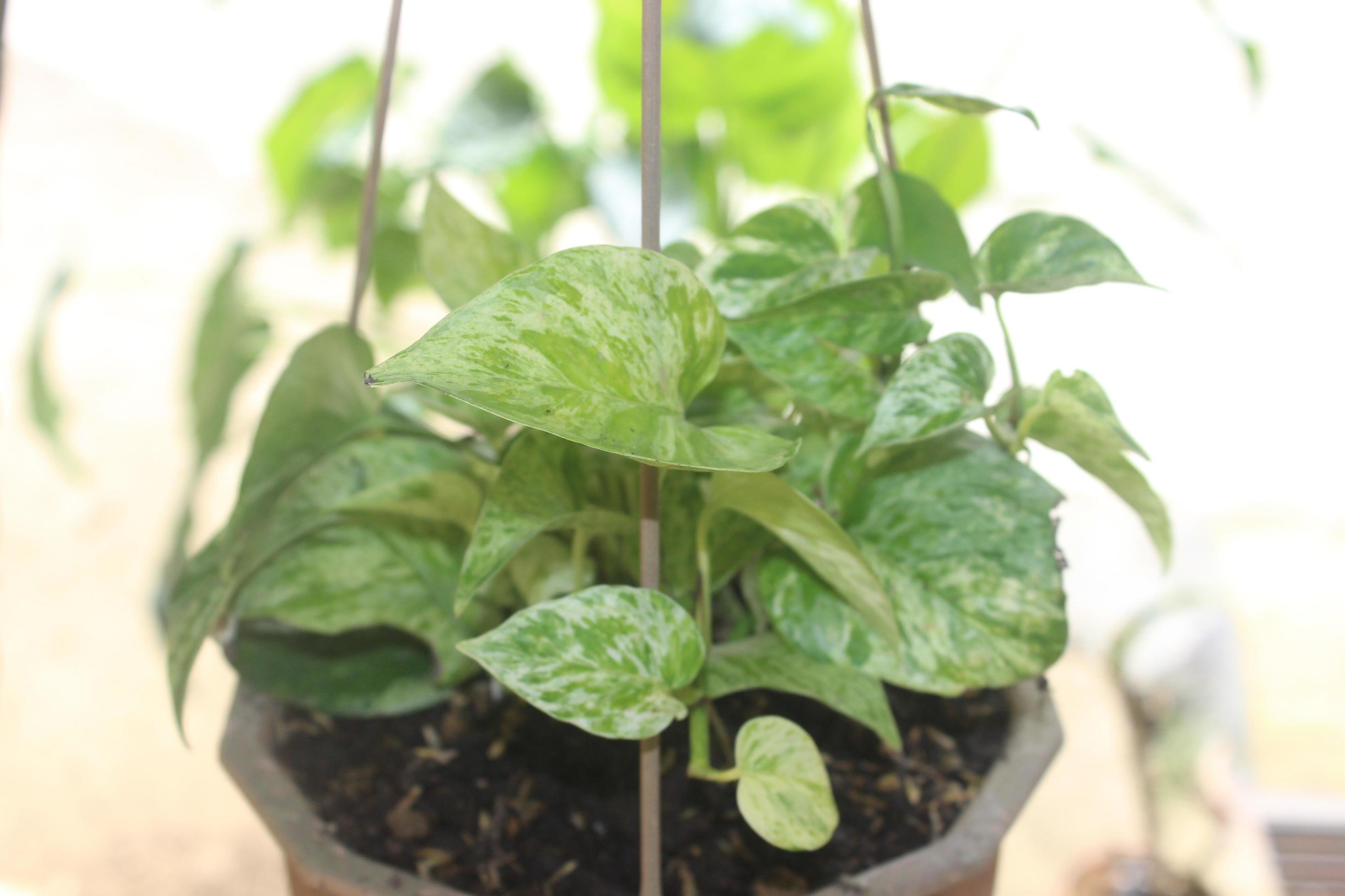 Close-up of a beautiful ivory betel plant in a pot and hanging in the garden. The scientific ...