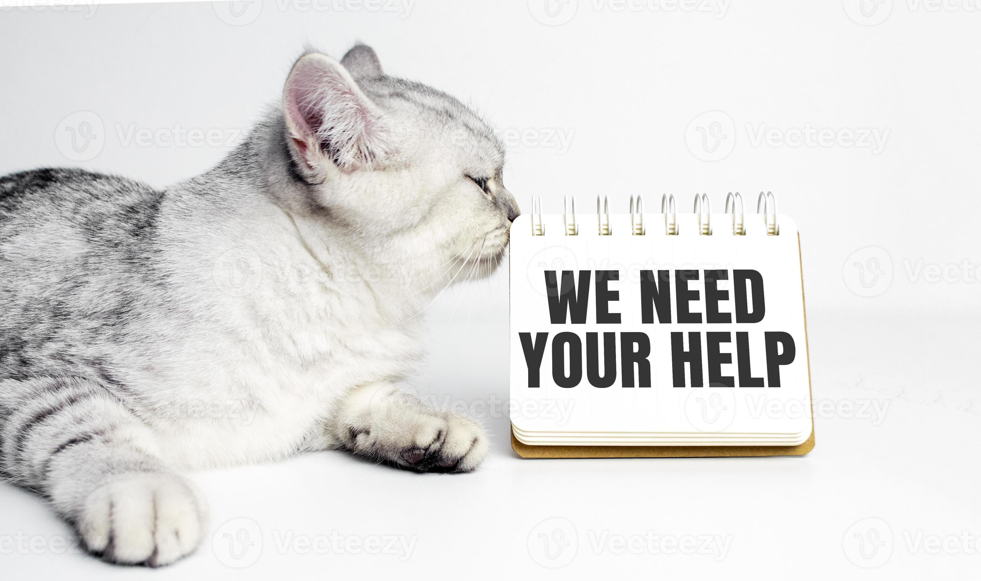 Words We need your Help text on notepad and pen and grey cat 11890026 ... Words We need your Help text on notepad and pen and grey cat 11890026 ...