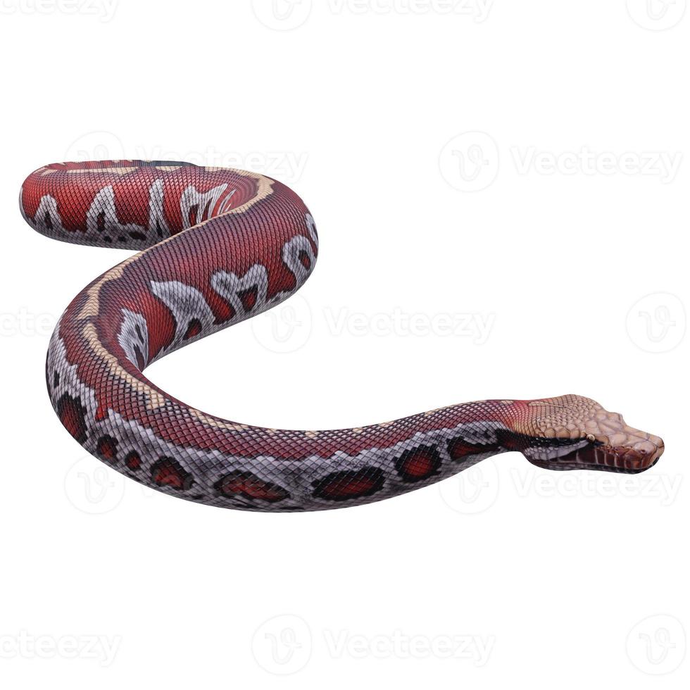 Blood python 3D illustration 11890095 Stock Photo at Vecteezy