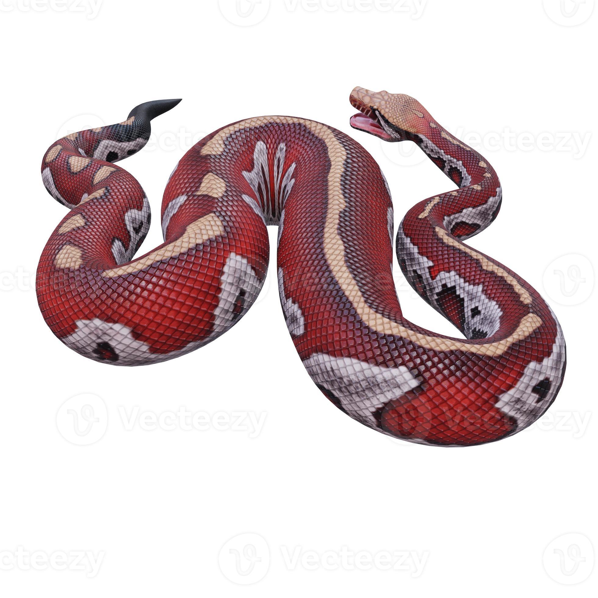 Blood python 3D illustration 11890100 Stock Photo at Vecteezy