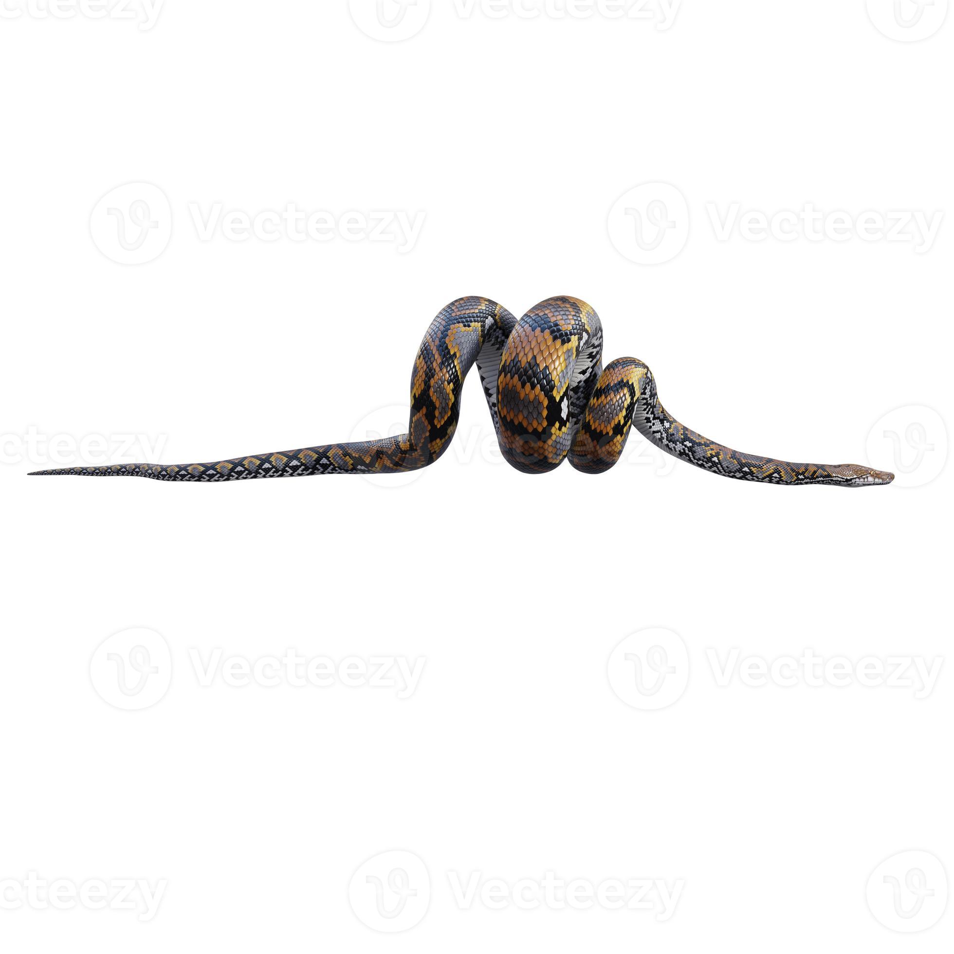 Reticulated python 3D illustration 11890143 Stock Photo at Vecteezy