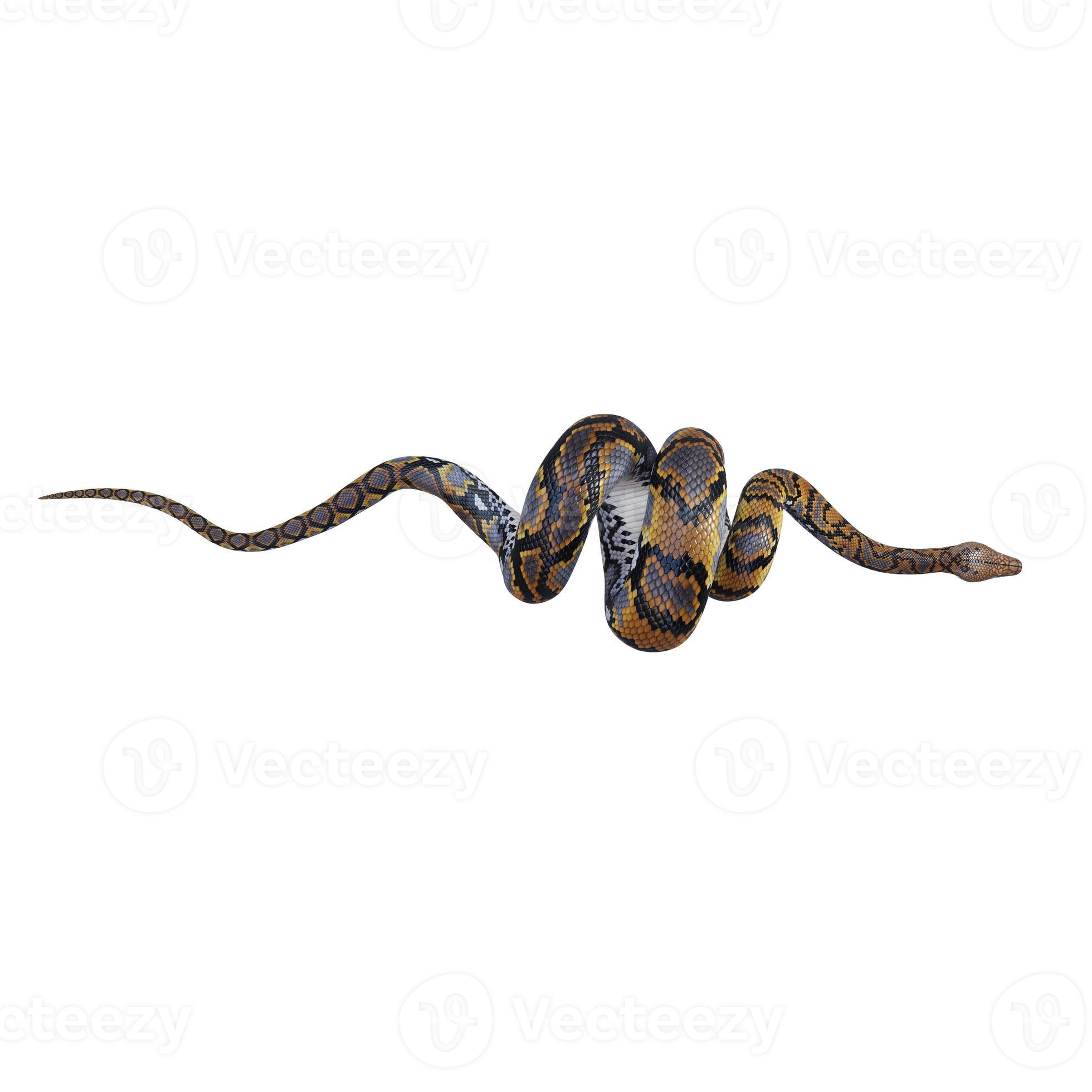Reticulated python 3D illustration 11890146 Stock Photo at Vecteezy