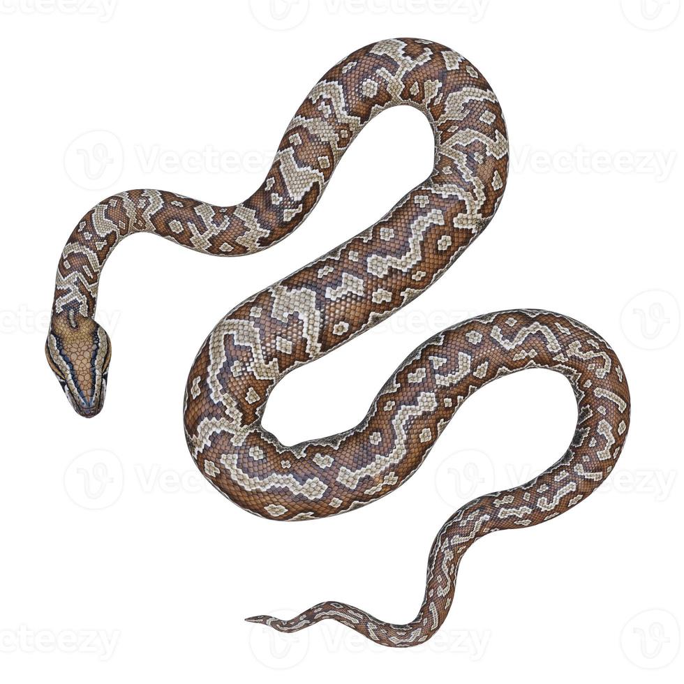 Southern African rock python 3D illustration 11890163 Stock Photo at ...