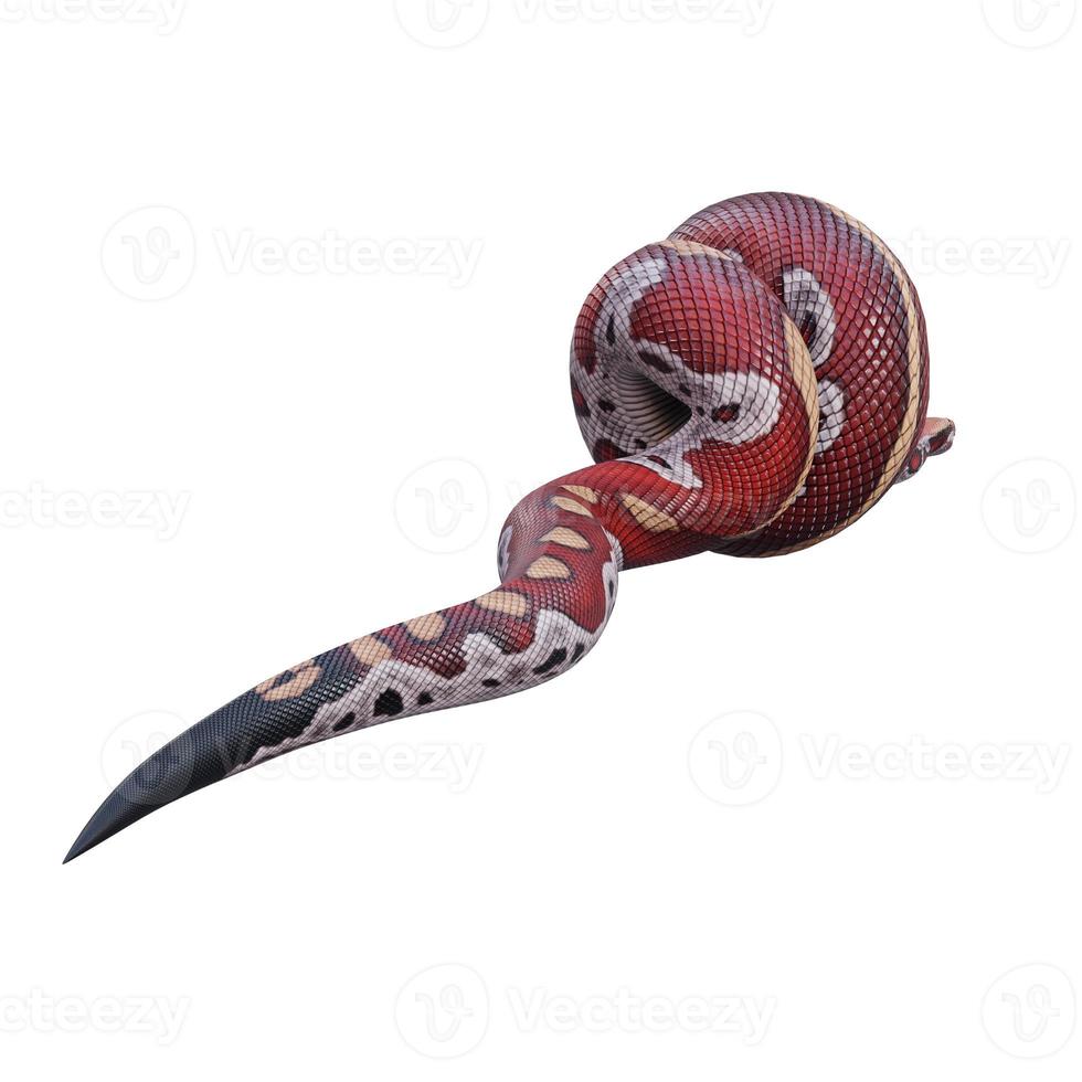Blood python 3D illustration 11890190 Stock Photo at Vecteezy