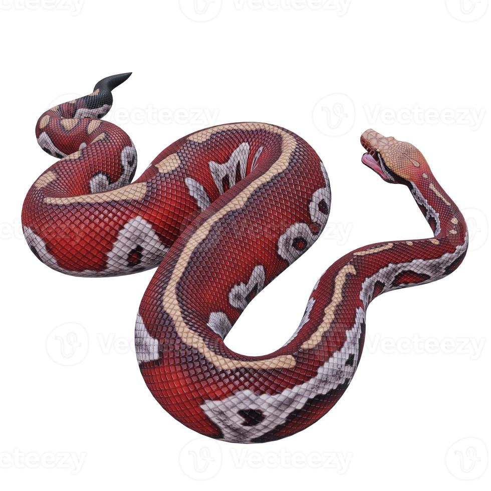 Blood python 3D illustration 11890198 Stock Photo at Vecteezy