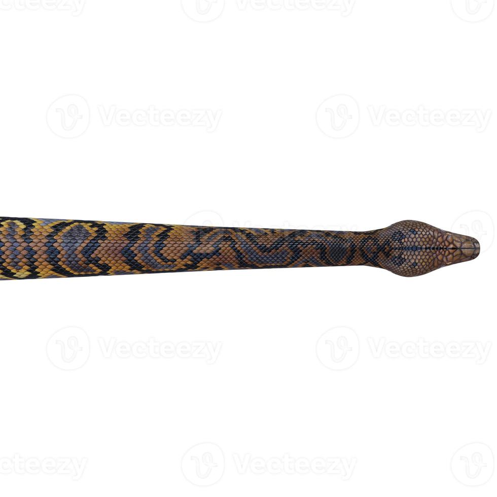 Reticulated python 3D illustration 11890238 Stock Photo at Vecteezy