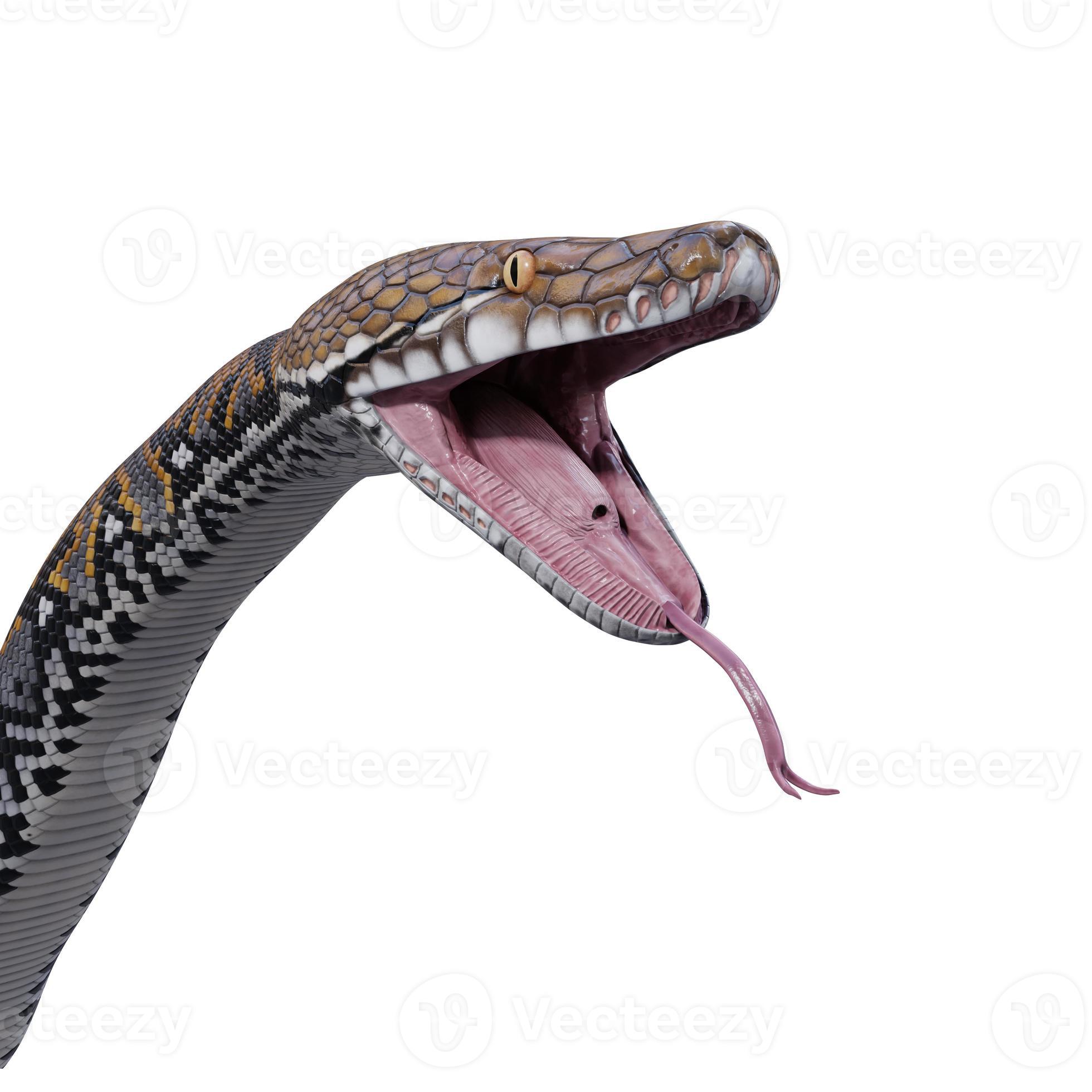 Reticulated python 3D illustration 11890249 Stock Photo at Vecteezy