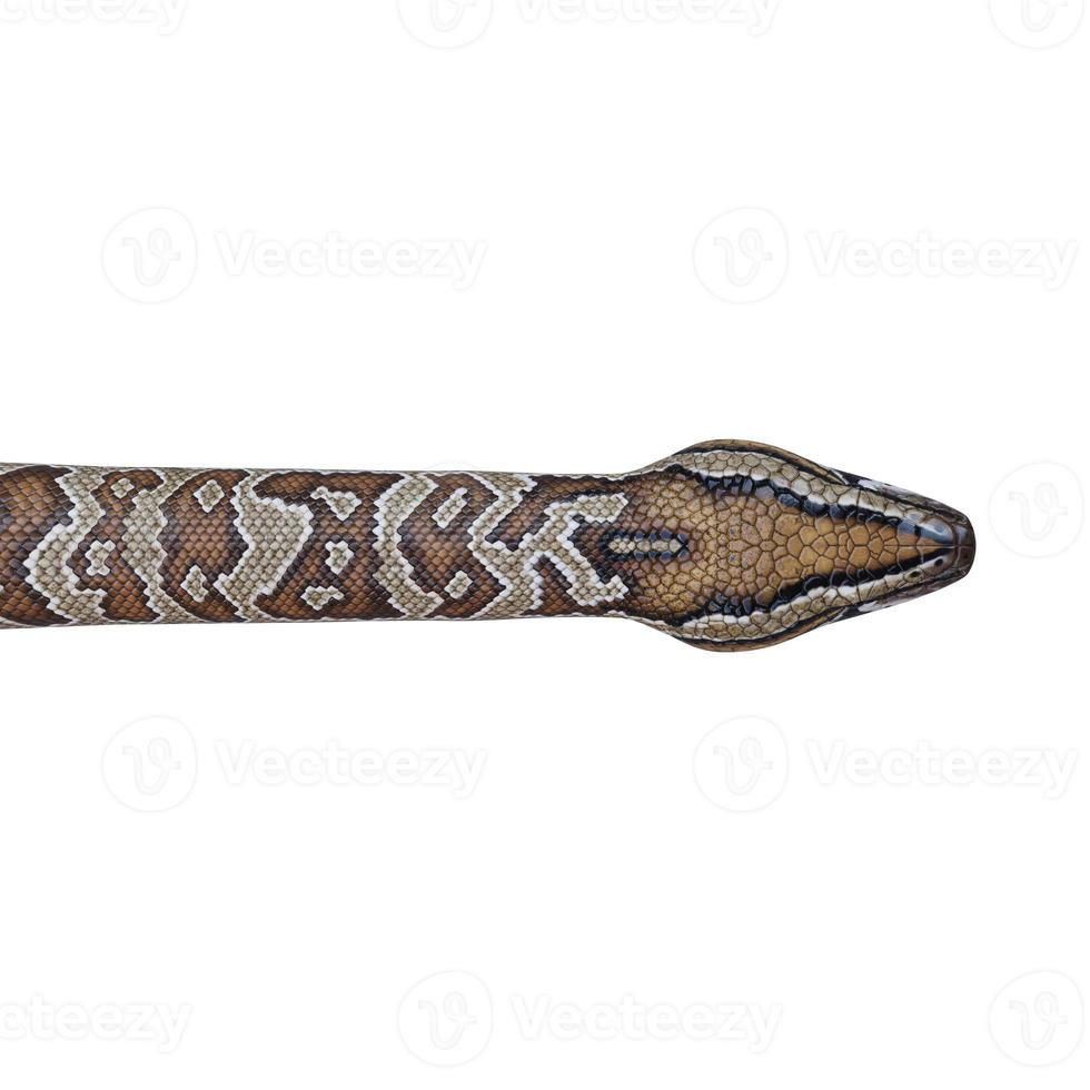 Southern African rock python 3D illustration 11890265 Stock Photo at ...
