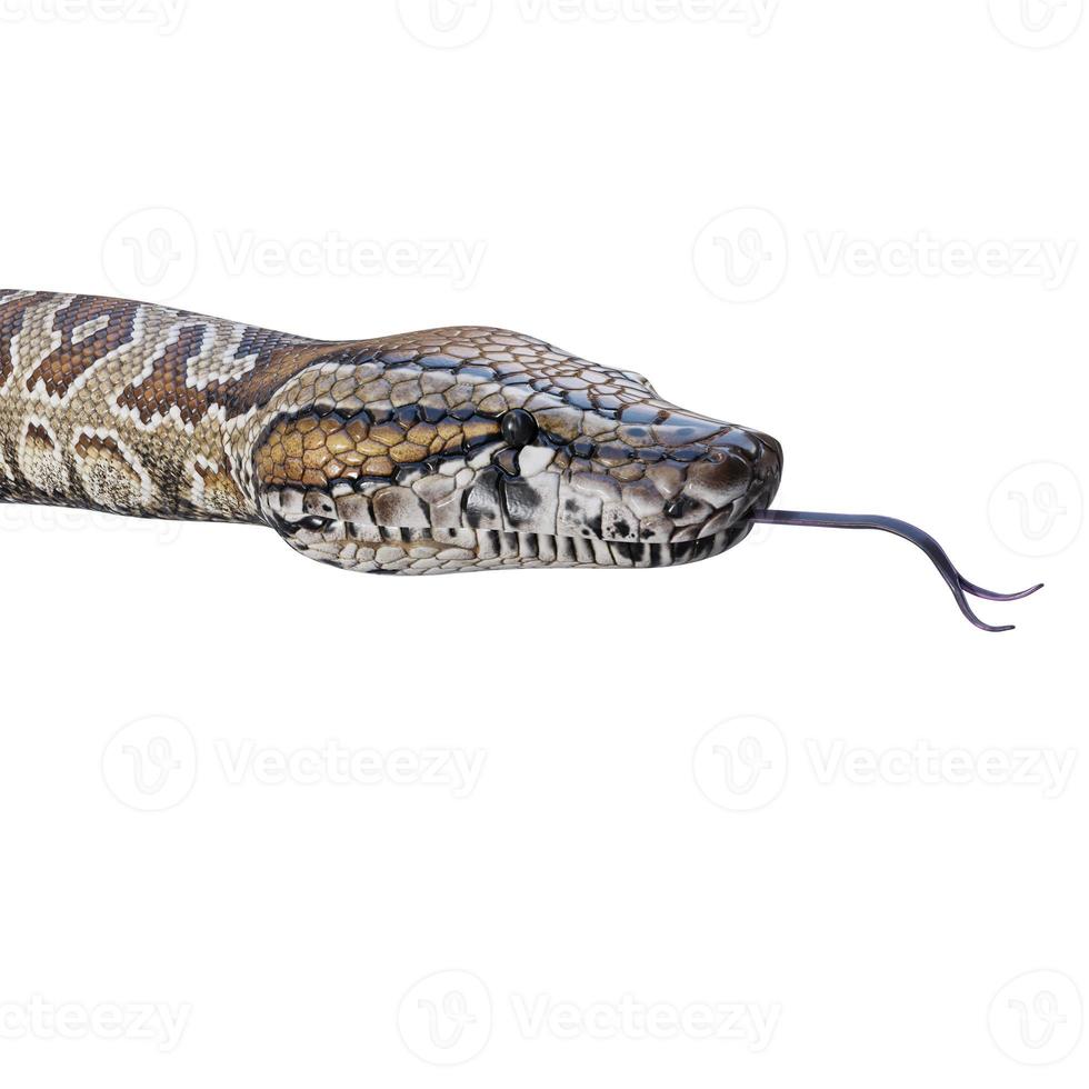 Southern African rock python 3D illustration 11890268 Stock Photo at ...