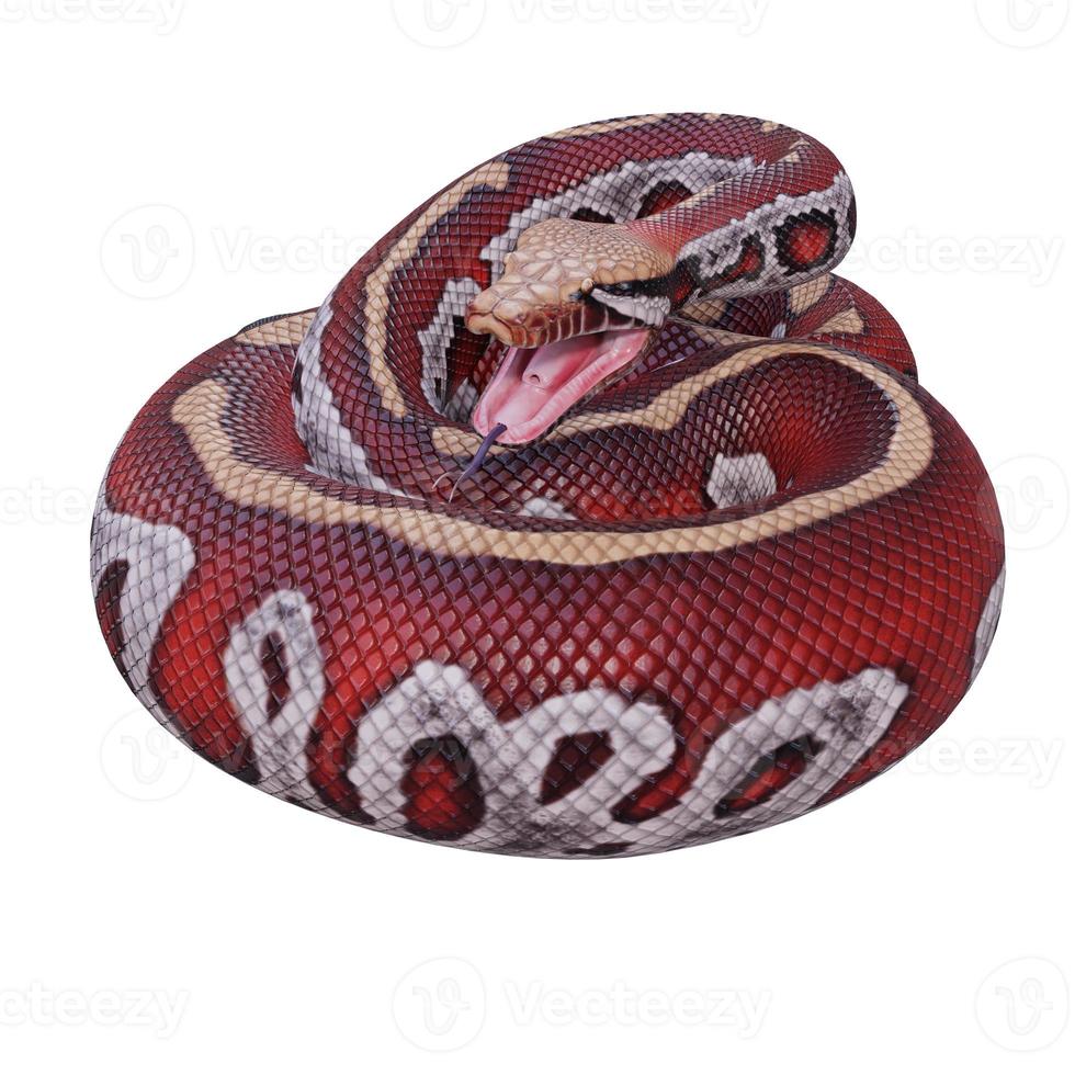 Blood python 3D illustration 11890285 Stock Photo at Vecteezy