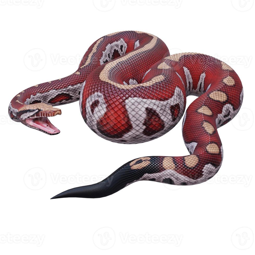 Blood python 3D illustration 11890292 Stock Photo at Vecteezy