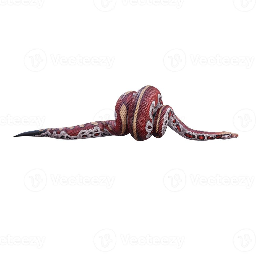 Blood python 3D illustration 11890296 Stock Photo at Vecteezy