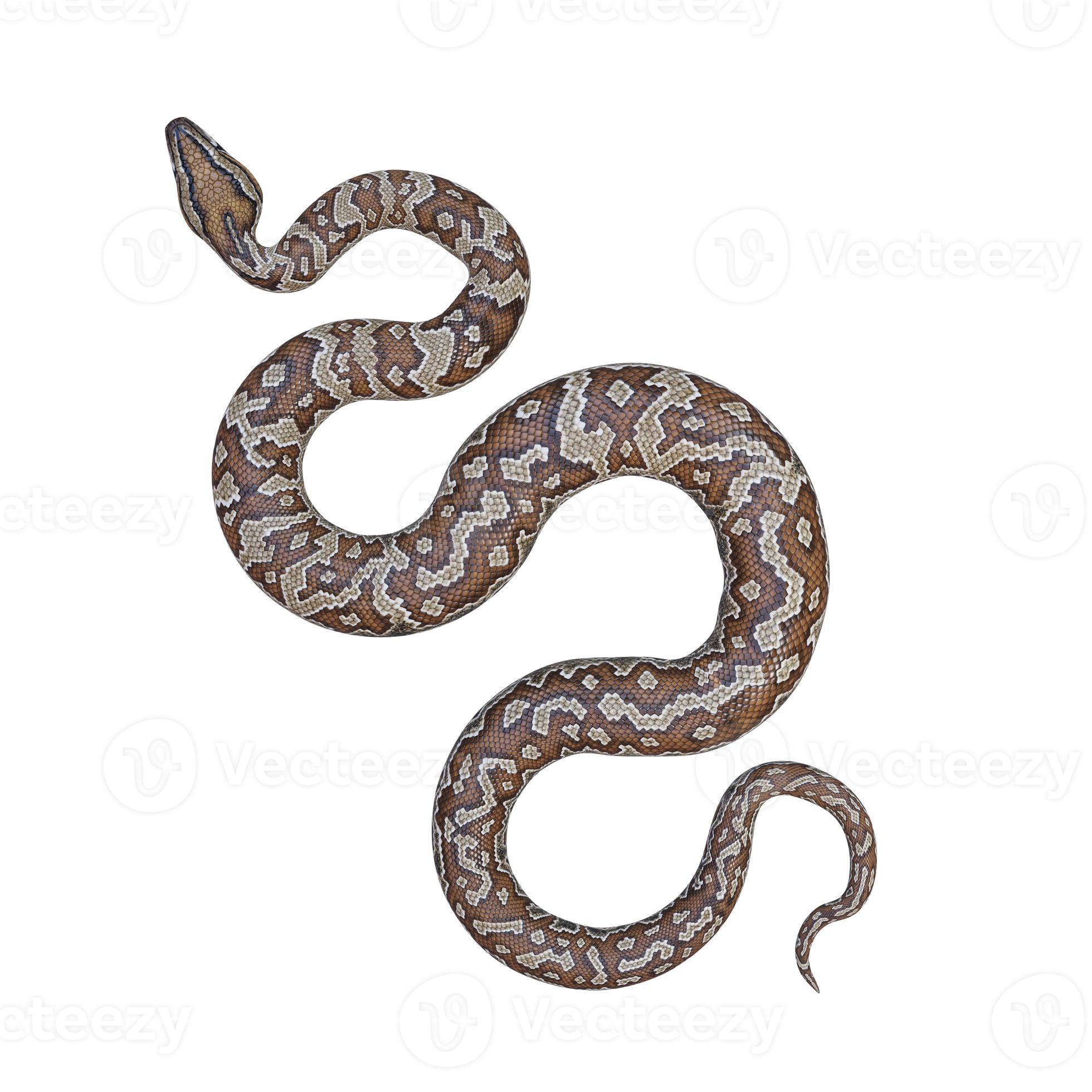 Southern African rock python 3D illustration 11890359 Stock Photo at ...
