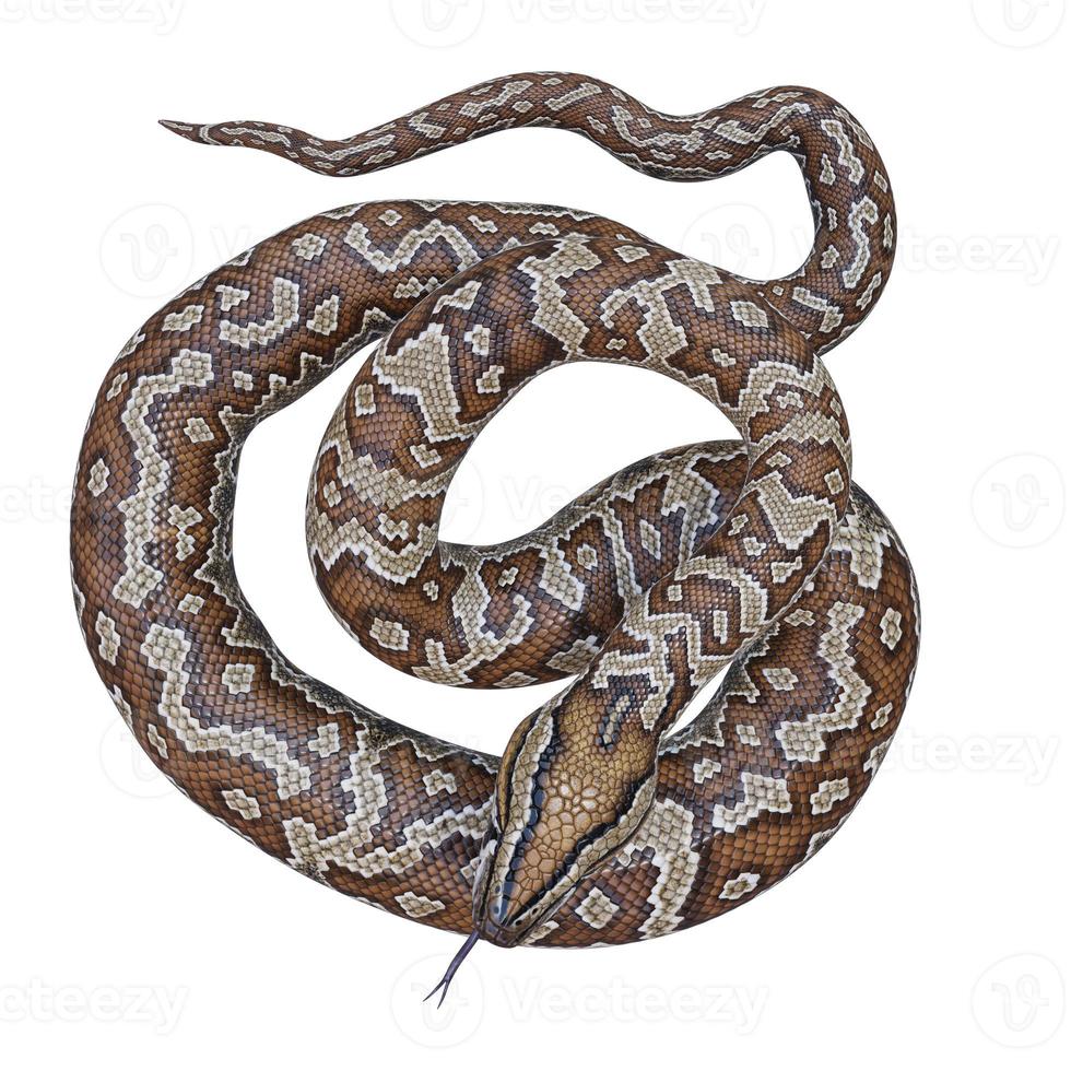 Southern African rock python 3D illustration 11890367 Stock Photo at ...